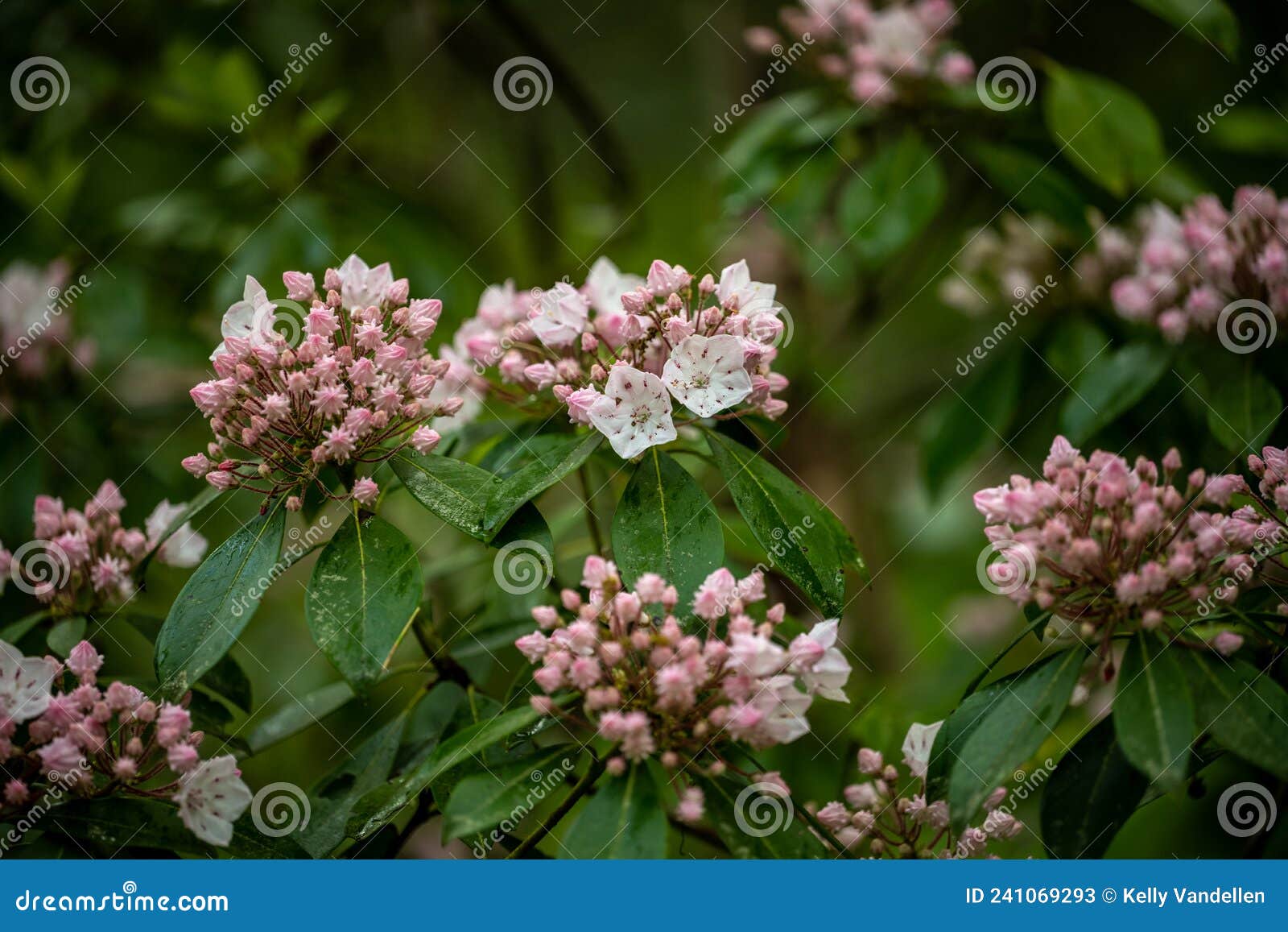 Pale Pink Flowers of Mountain Laurel after Spring Rain Stock Image ...