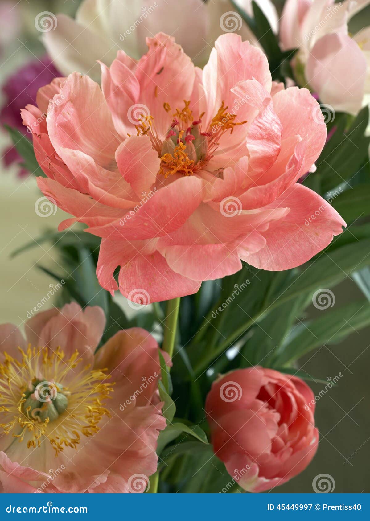 Pale pink peony stock image. Image of frshness, summer - 45449997