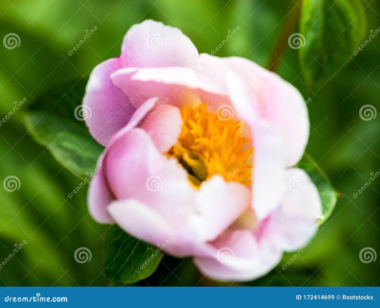 Pale pink peony flower stock image. Image of fresh, bloom - 172414699