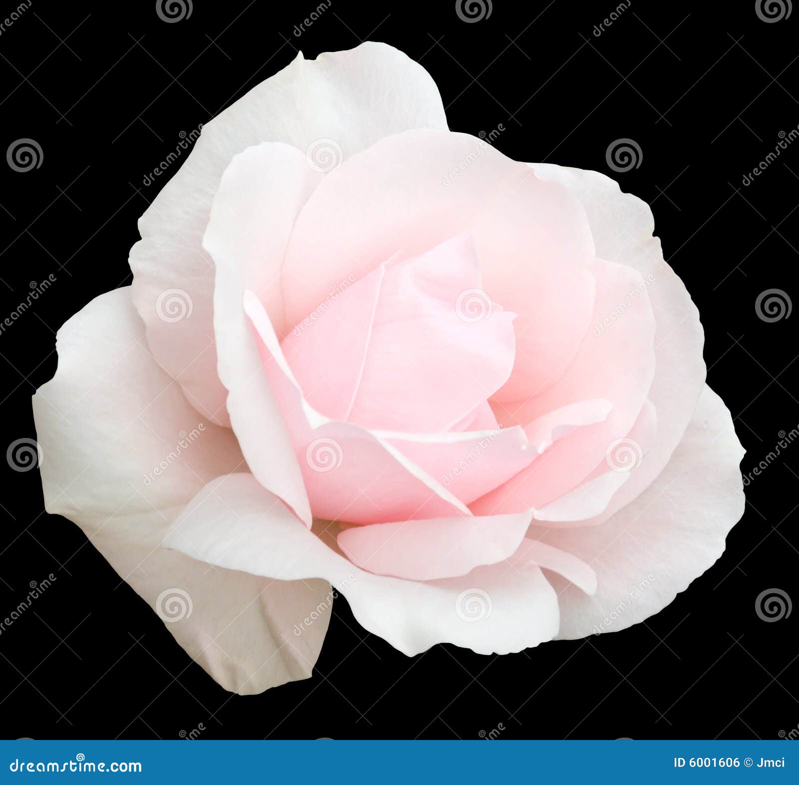 Pale pink rose stock photo. Image of rosa, plant, clipping - 6001606