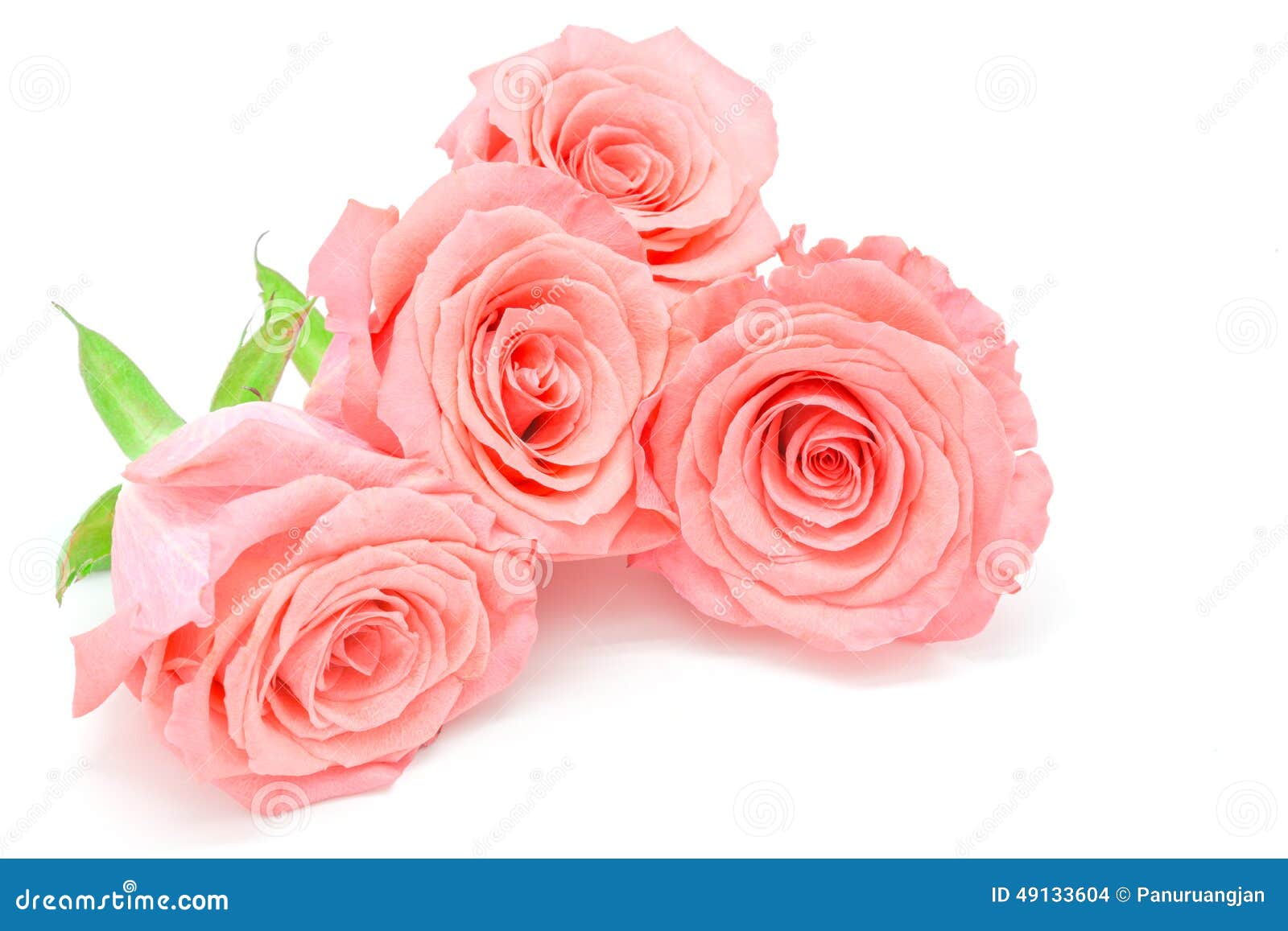 Pale pink rose stock photo. Image of nature, color, white - 49133604