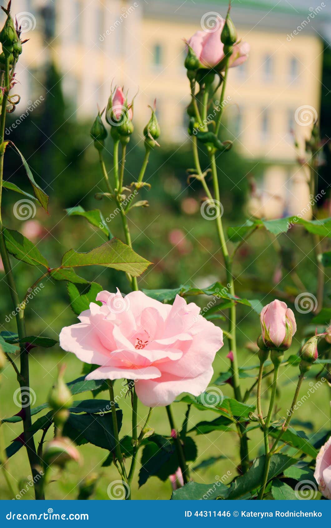 Pale pink rose with buds stock photo. Image of shrubs - 44311446