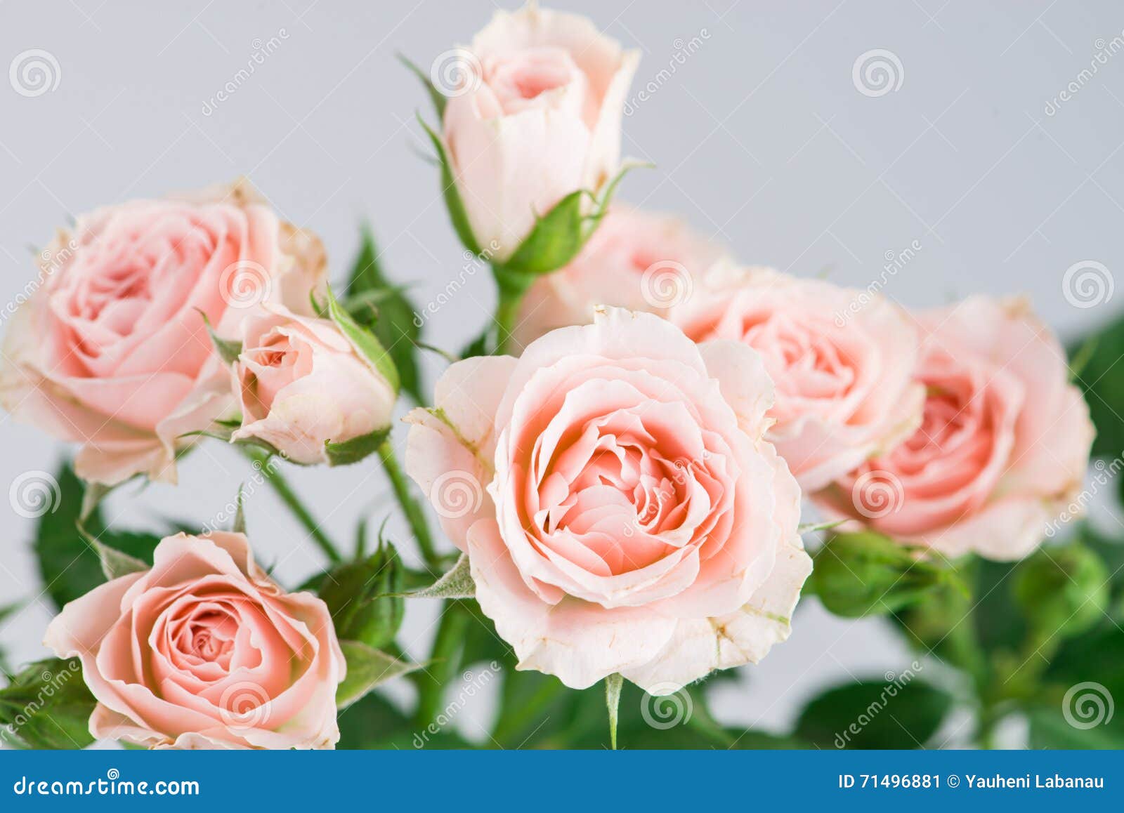 Pale Pink Rose Bush on Backgroung Stock Image - Image of closeup ...