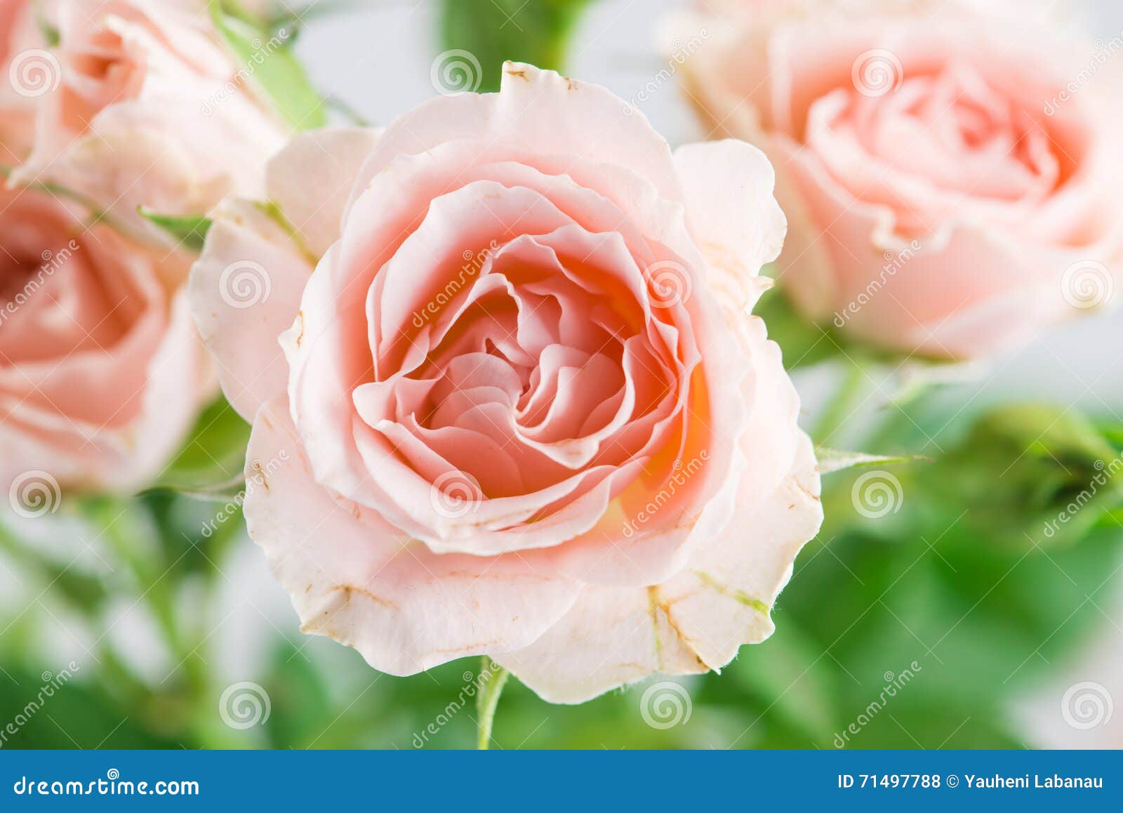 Pale Pink Rose Bush on a Floral Background Stock Photo - Image of ...