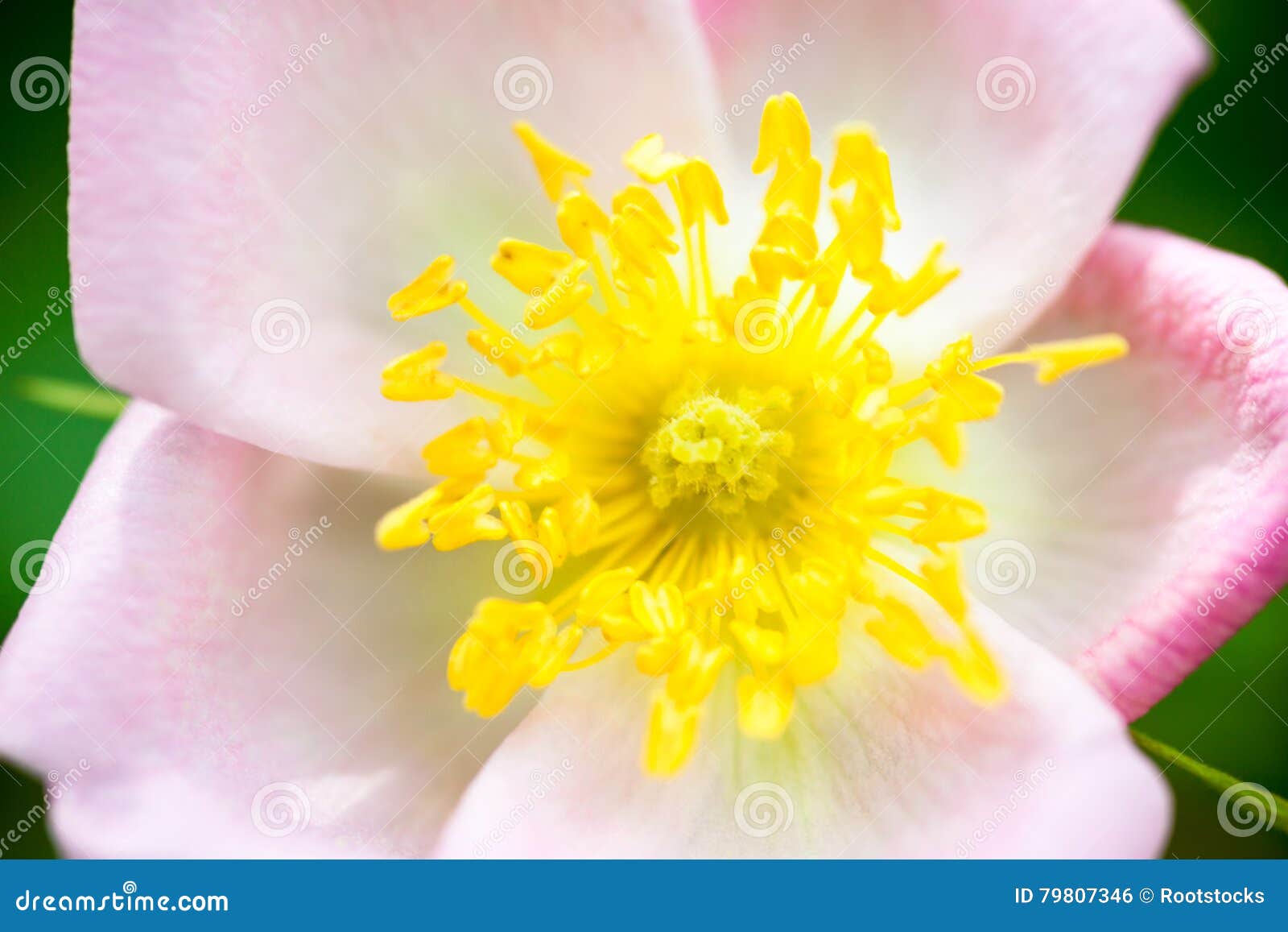 Pale pink rose flower stock photo. Image of herbaceous - 79807346