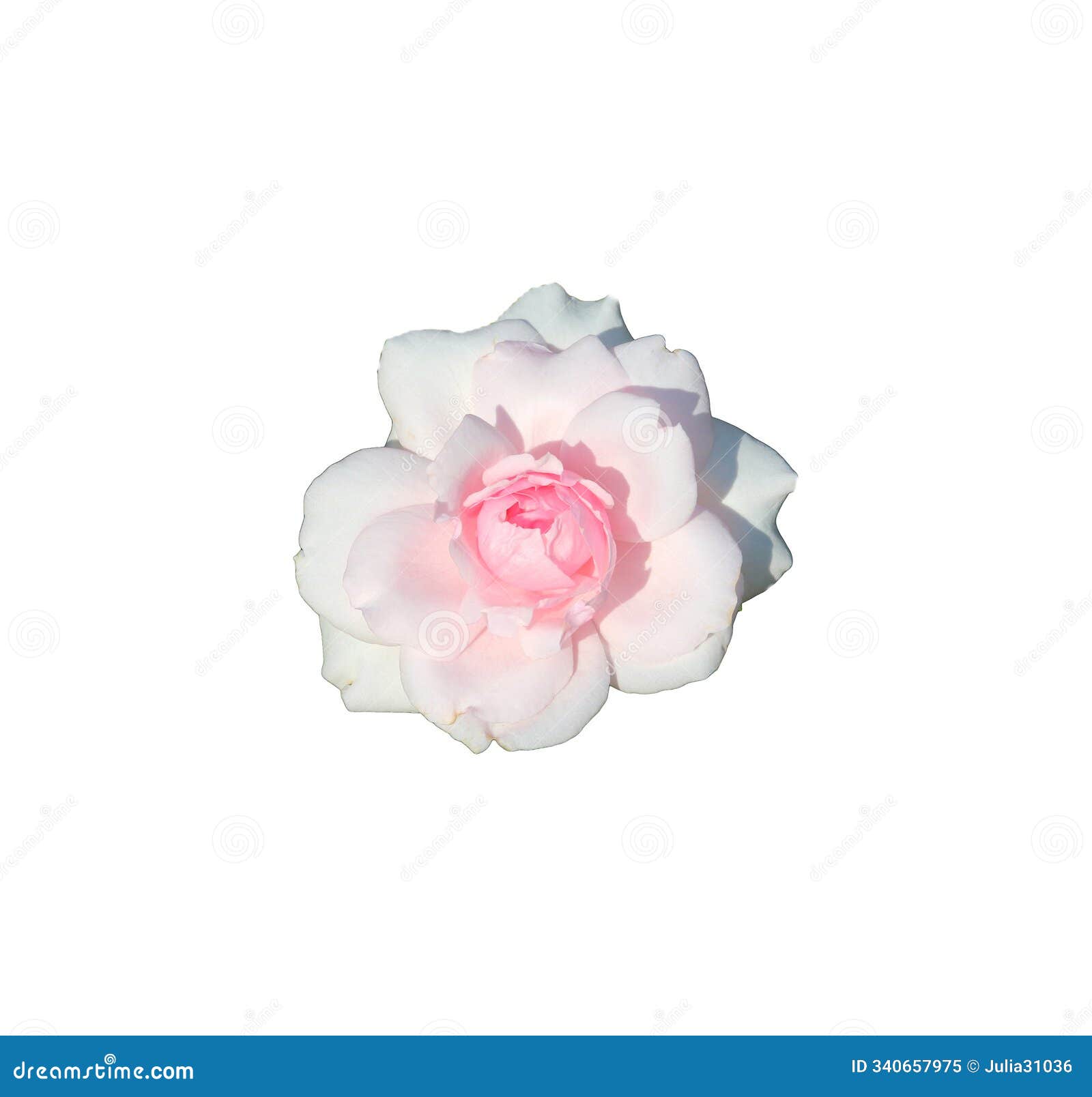 Pale Pink Rose Flower on White Background - Isolate Stock Image - Image ...