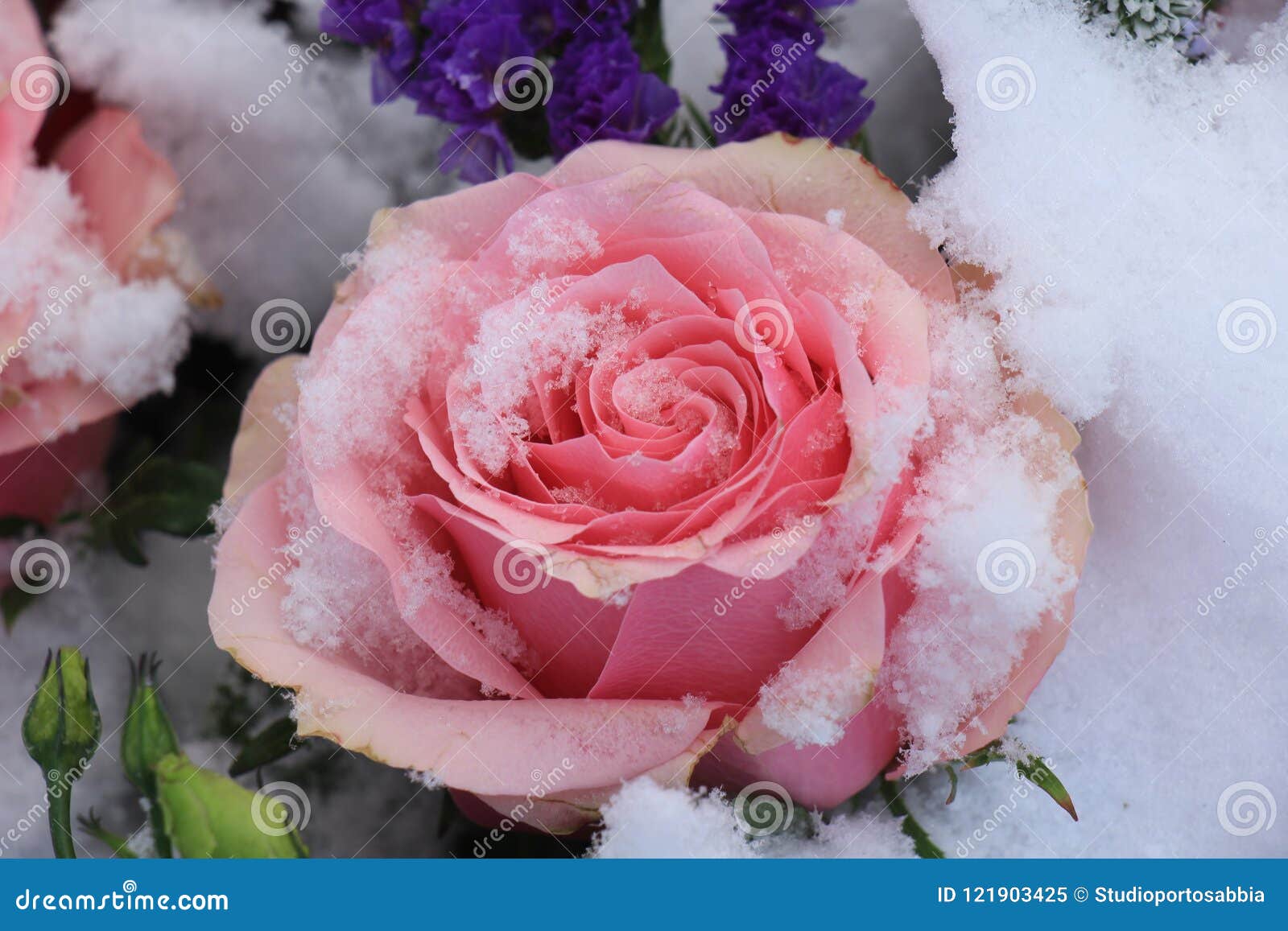 Pink rose in the snow stock image. Image of flora, snowflake - 121903425