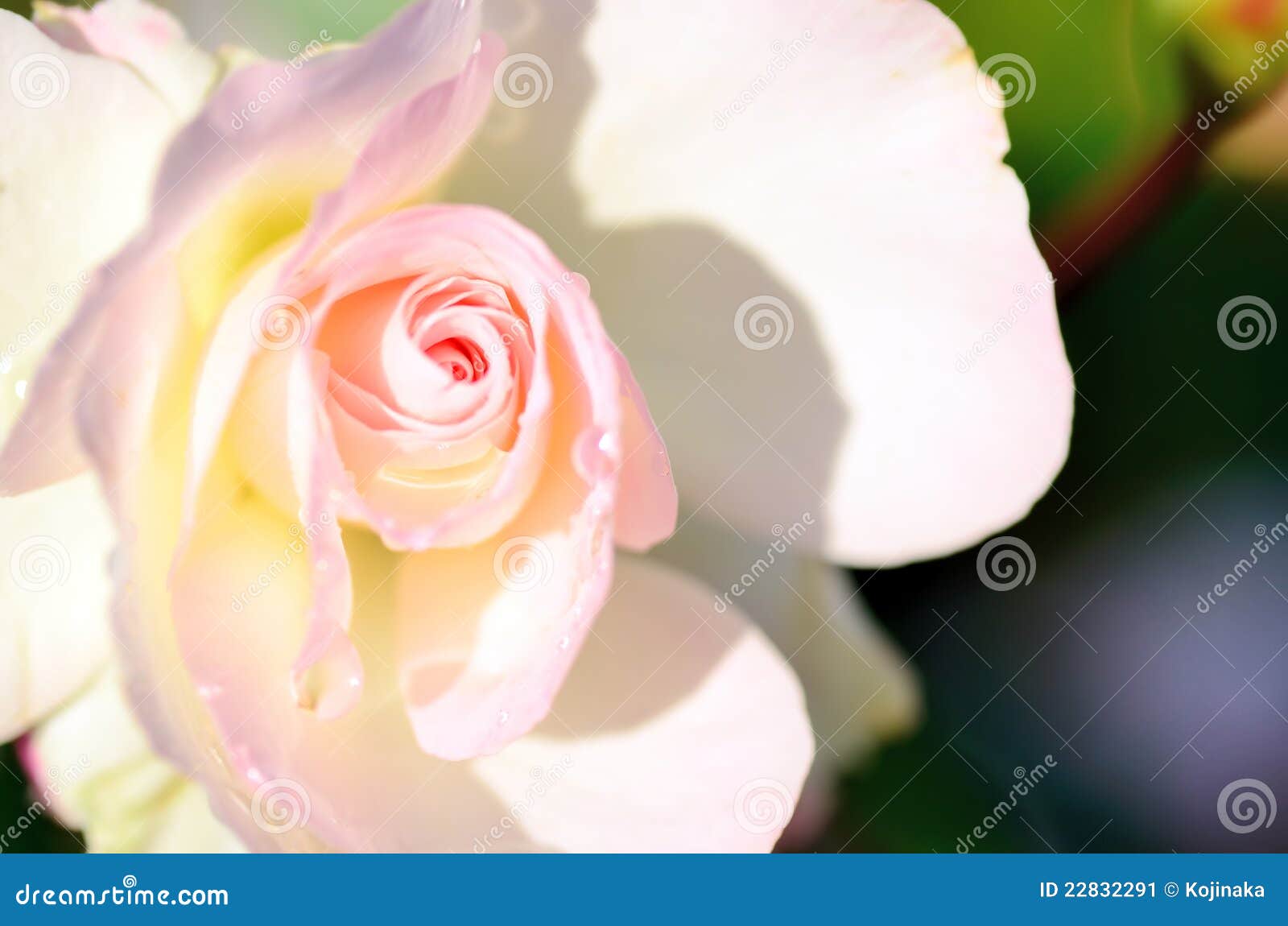 Pale pink roses. stock image. Image of nature, beautiful - 22832291