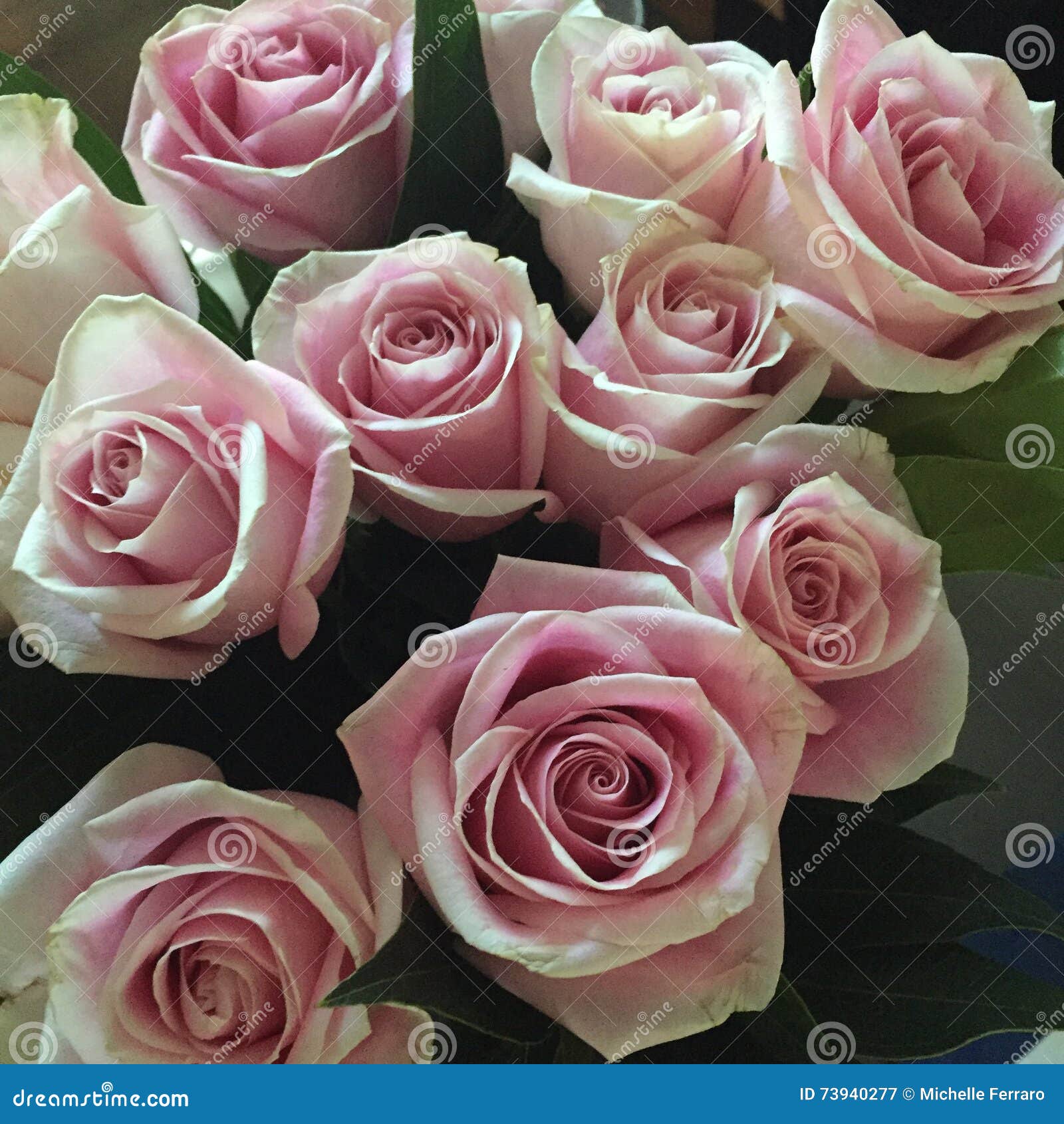 Pale pink roses stock image. Image of roses, flowers - 73940277