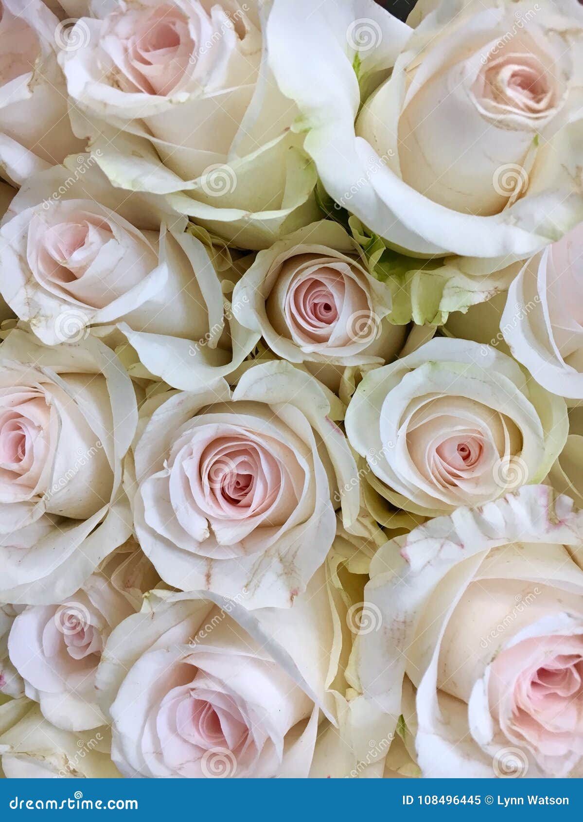 Bouquet of Pale Pink Rose Buds Stock Image - Image of buds, dozen ...
