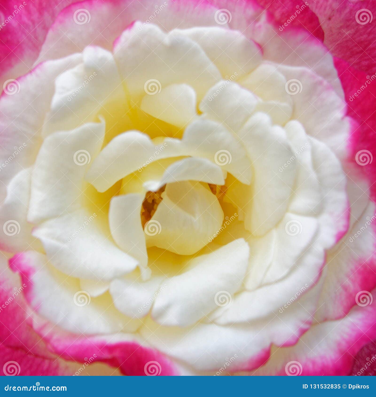 Pale Pink and White Rose Flower Closeup Stock Image - Image of flora ...