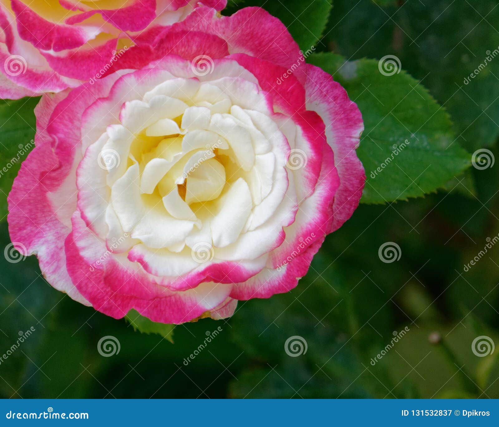 Pale Pink and White Rose Flower Closeup Stock Image - Image of outdoors ...