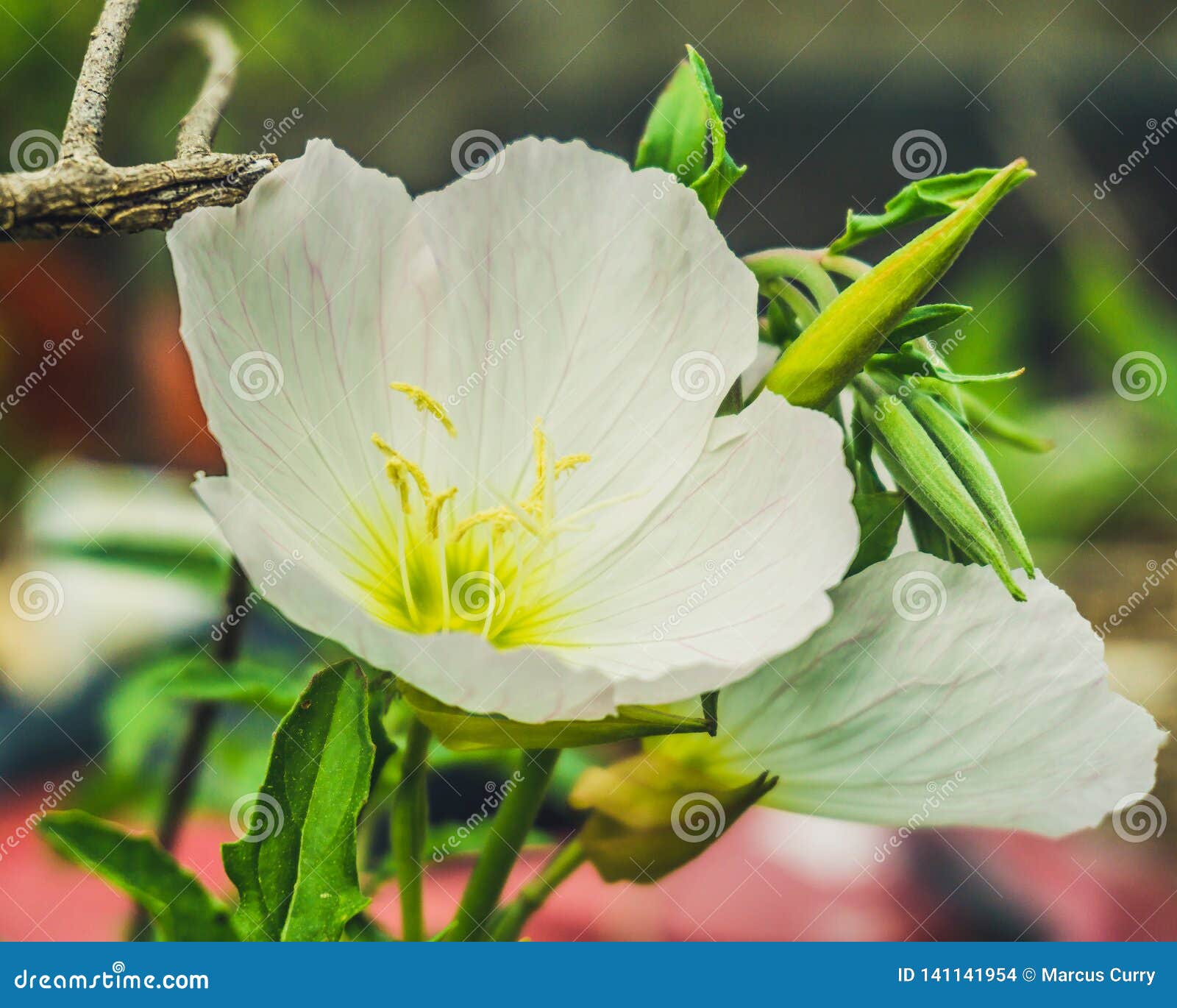 Pale Primrose Wild flower stock photo. Image of sunshine - 141141954