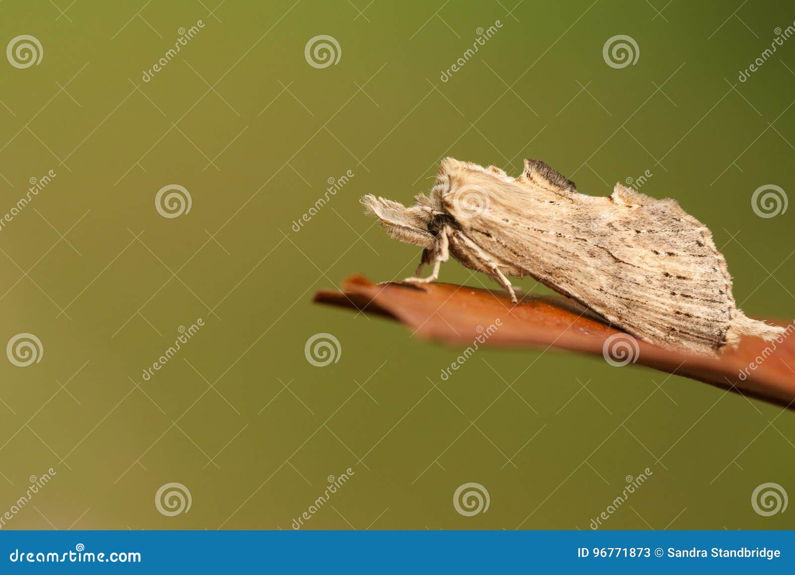 A Pale Prominent Moth Pterostoma Palpina Perched on a Leaf. Stock Image ...