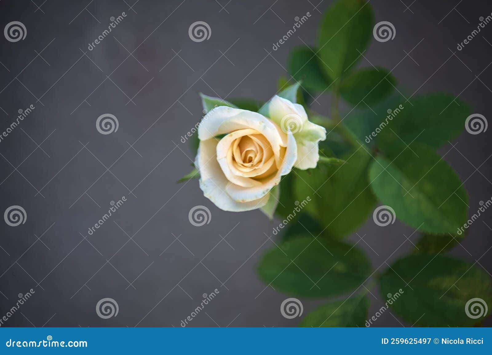 Pale rose in bloom stock image. Image of decoration - 259625497