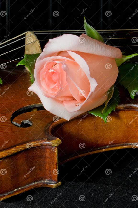 Pale Rose and Old Violin stock photo. Image of music, wood - 6197548