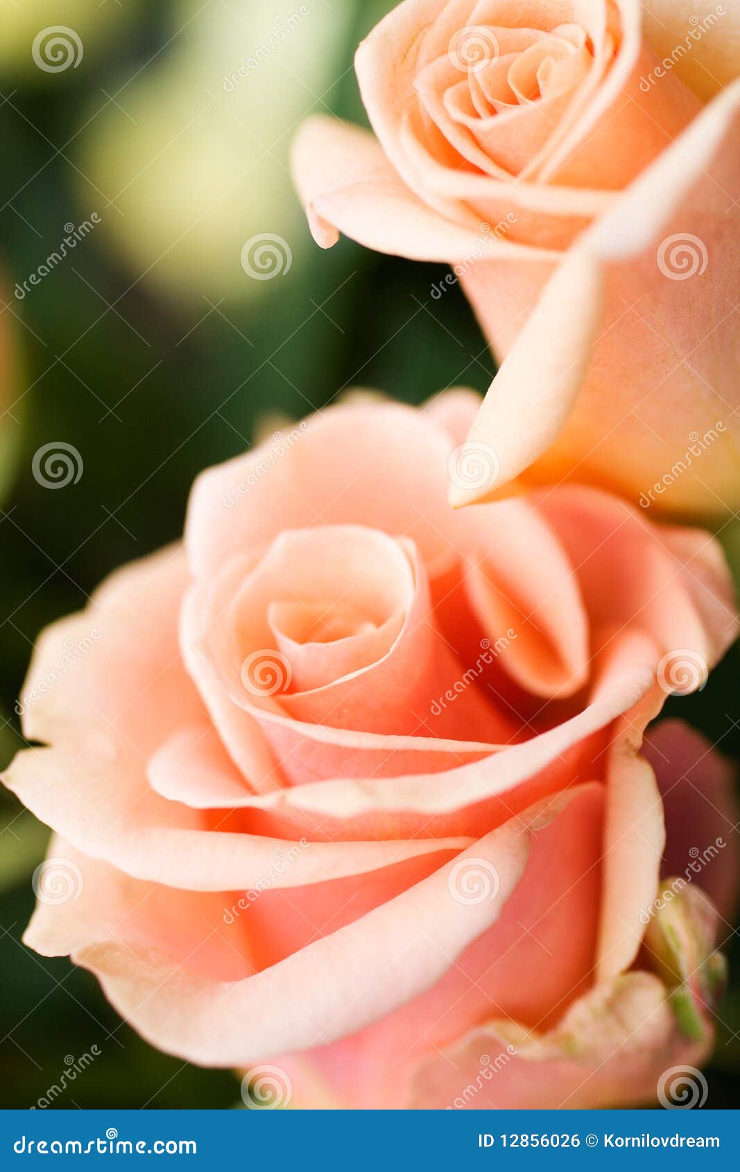Pale roses stock photo. Image of freshness, fresh, green - 12856026