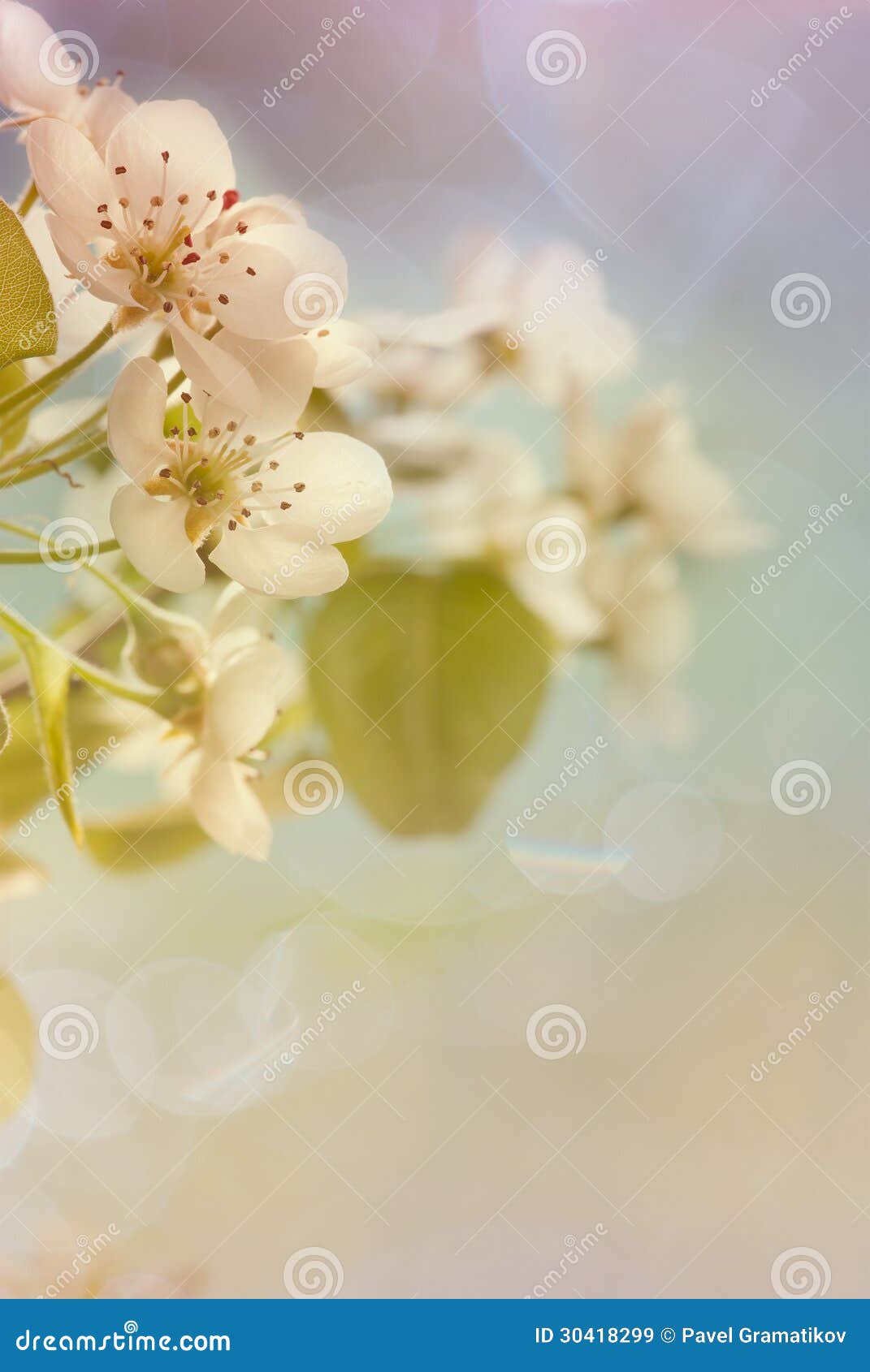 Pale Spring stock image. Image of blooming, beautiful - 30418299