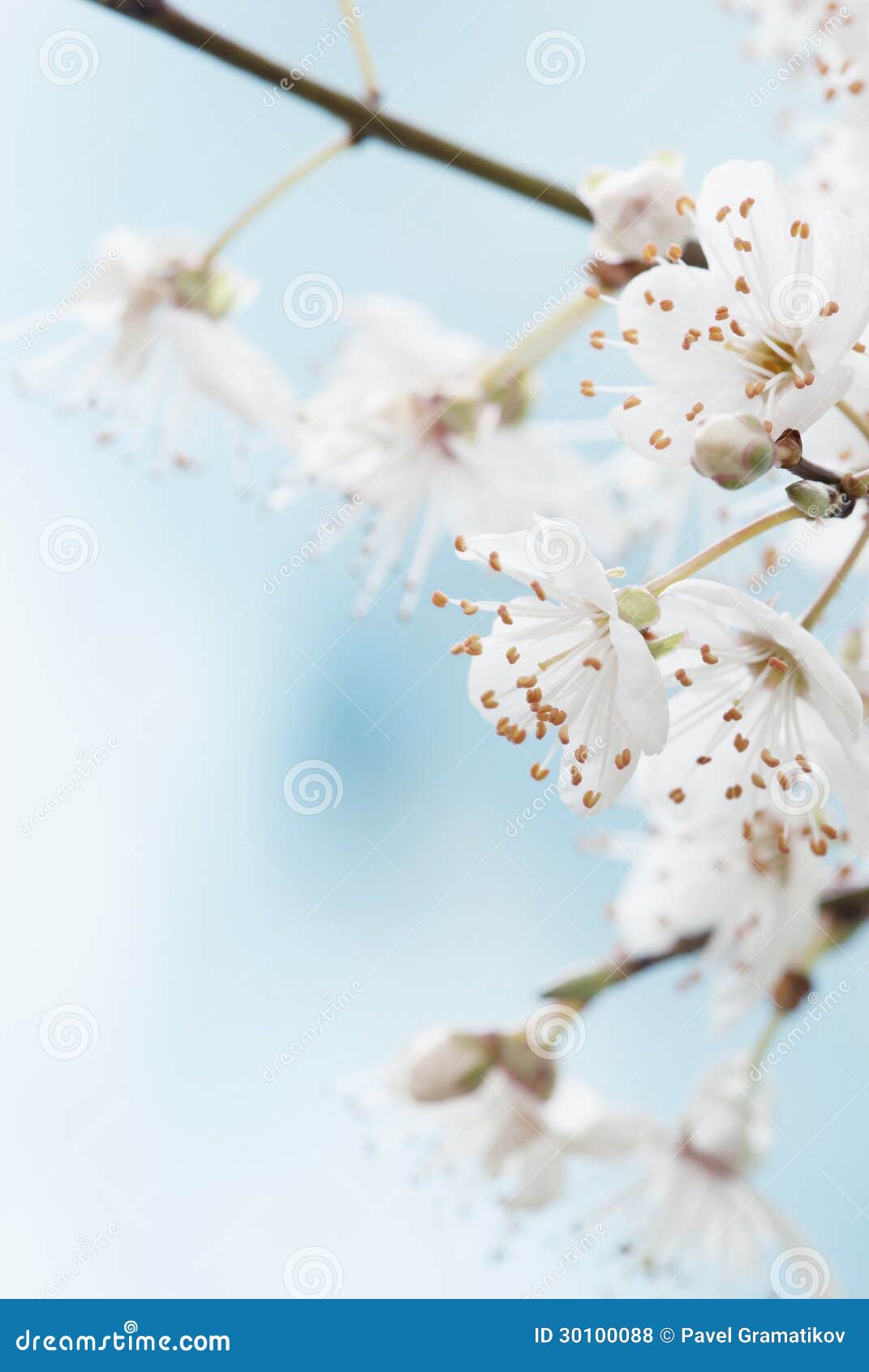 Pale Spring stock photo. Image of macro, cherry, detail - 30100088