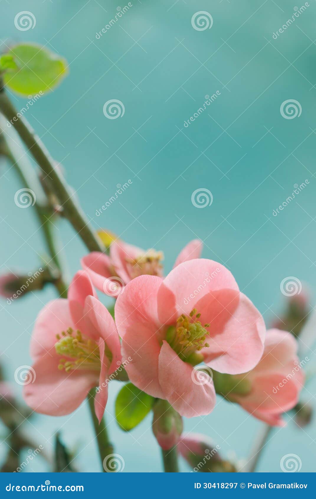 Pale Spring stock image. Image of delicate, background - 30418297