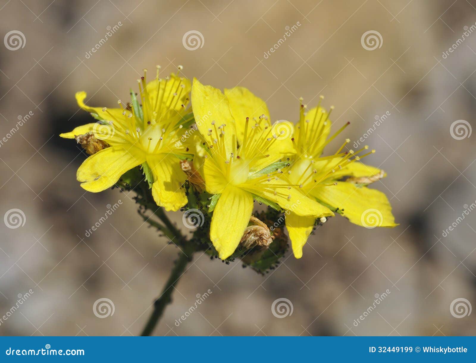 Pale St John s-wort stock image. Image of johnswort, yellow - 32449199