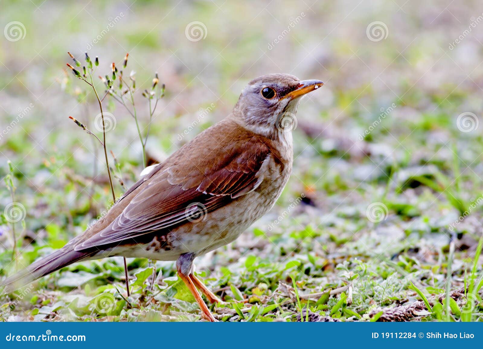 Pale thrush a bird stock photo. Image of flying, ornithologist - 19112284