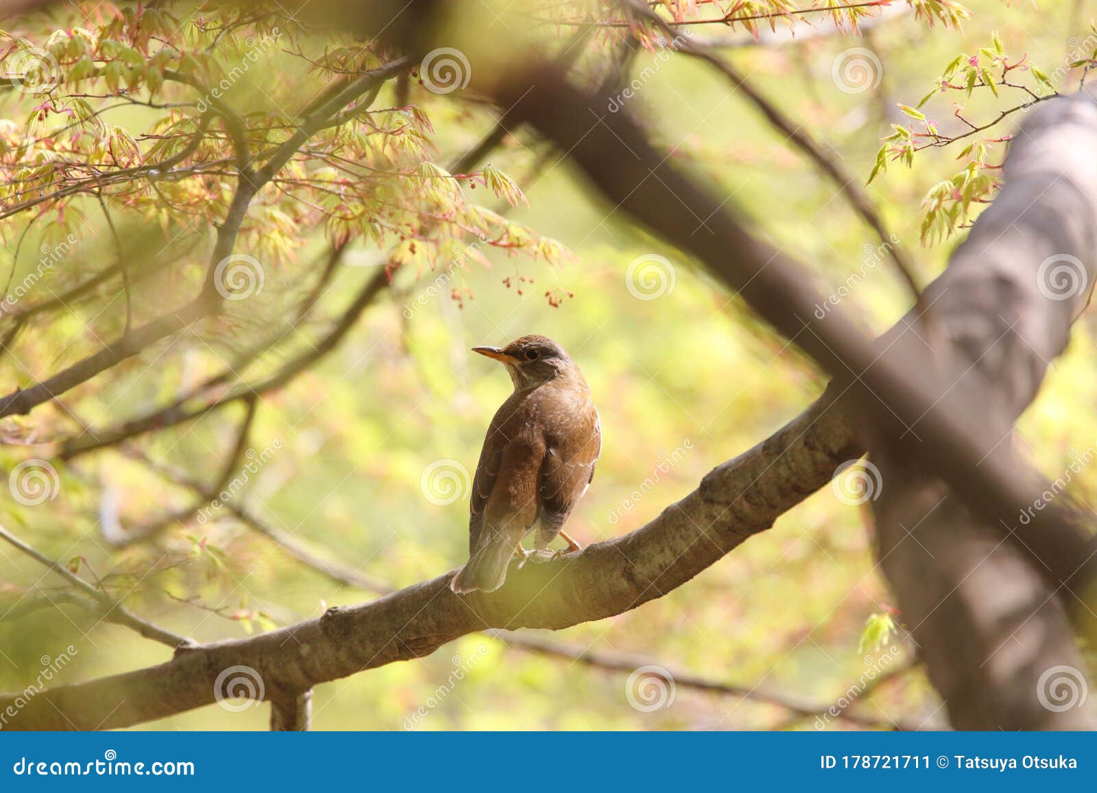 Pale Thrush on Branch of Tree Stock Image - Image of maple, tree: 178721711
