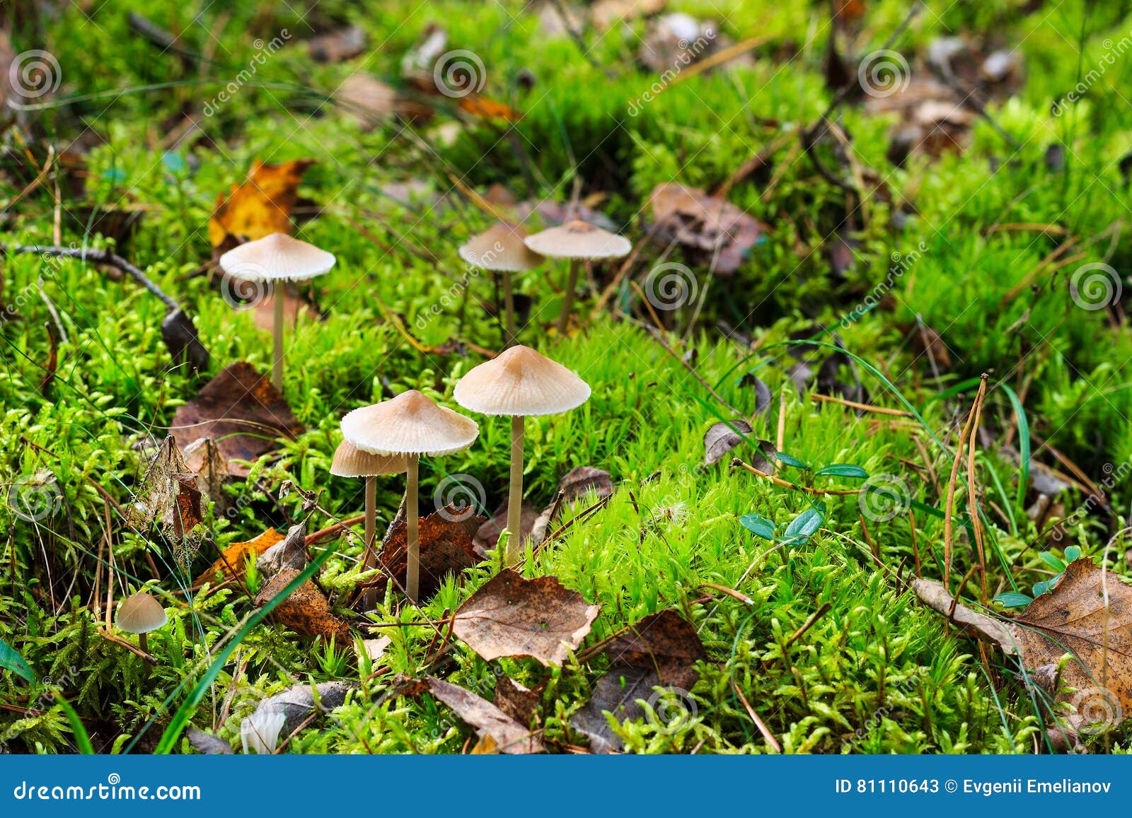 Pale Toadstool in Autumn Forest Stock Image - Image of forest, poison ...