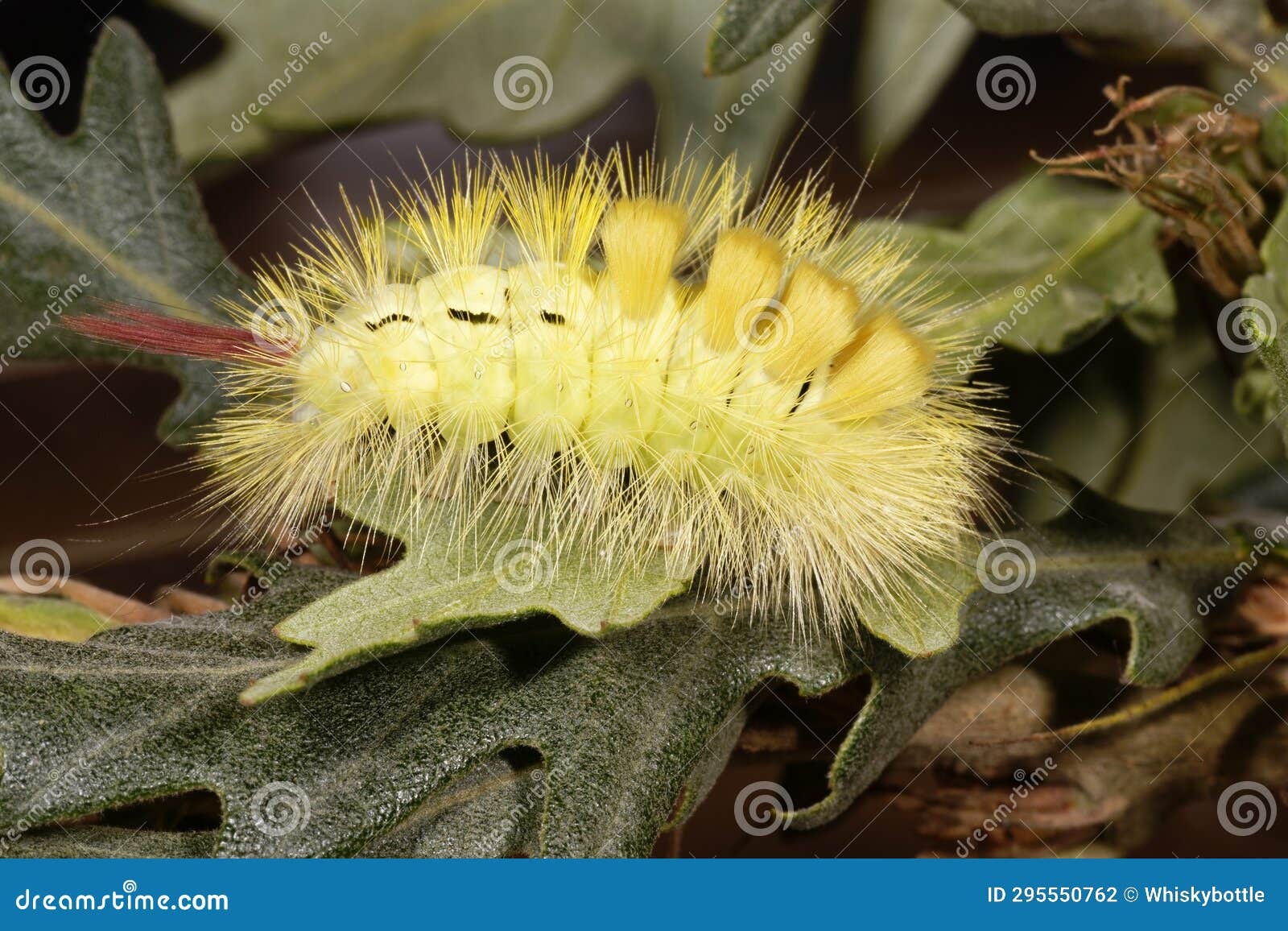 Pale Tussock Moth Caterpillar Creeps Along The Edge Of A Leaf Stock ...