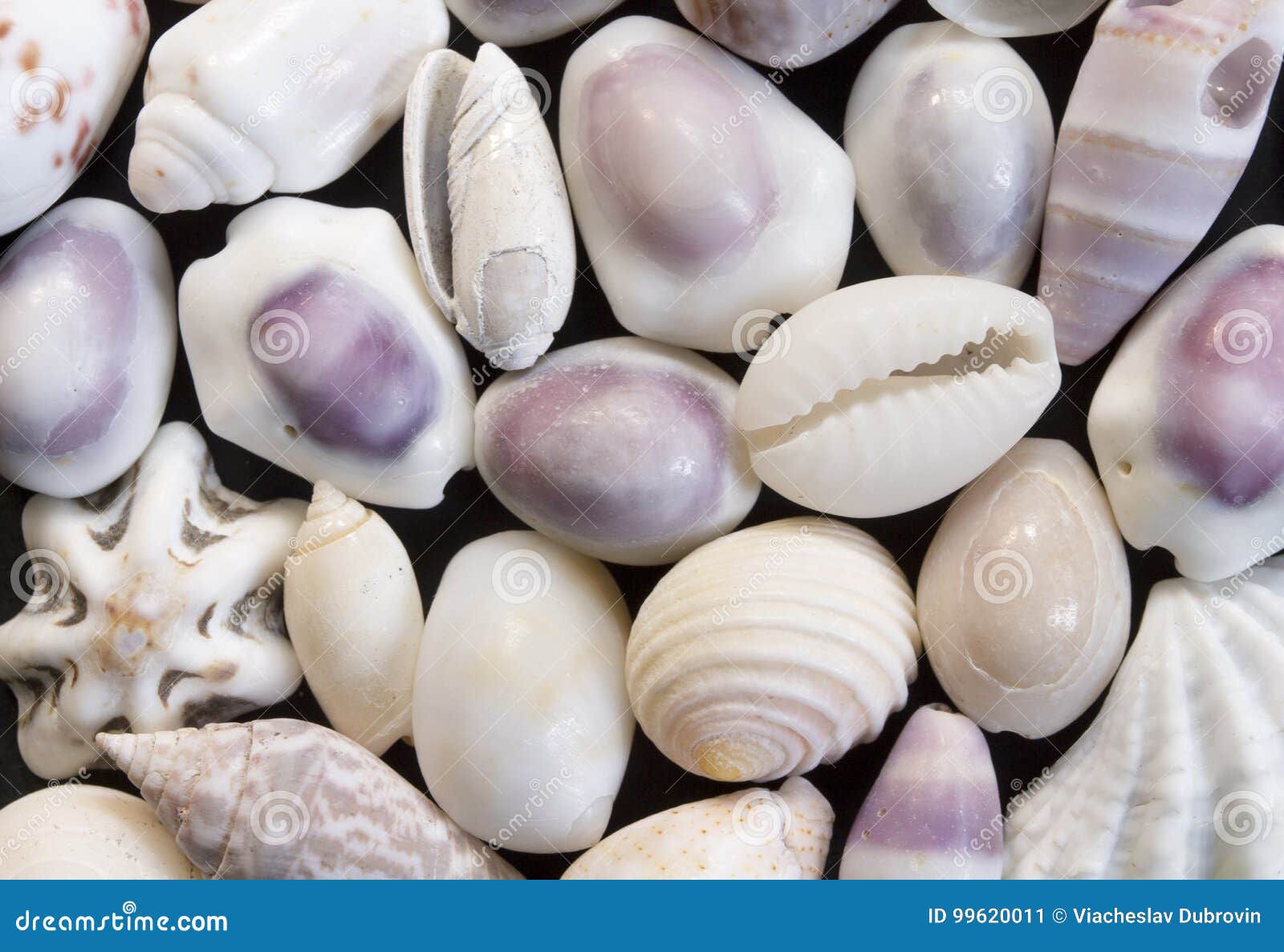 Pale Violet Sea Shells Background. Small Shells Closeup. Sea Shell ...