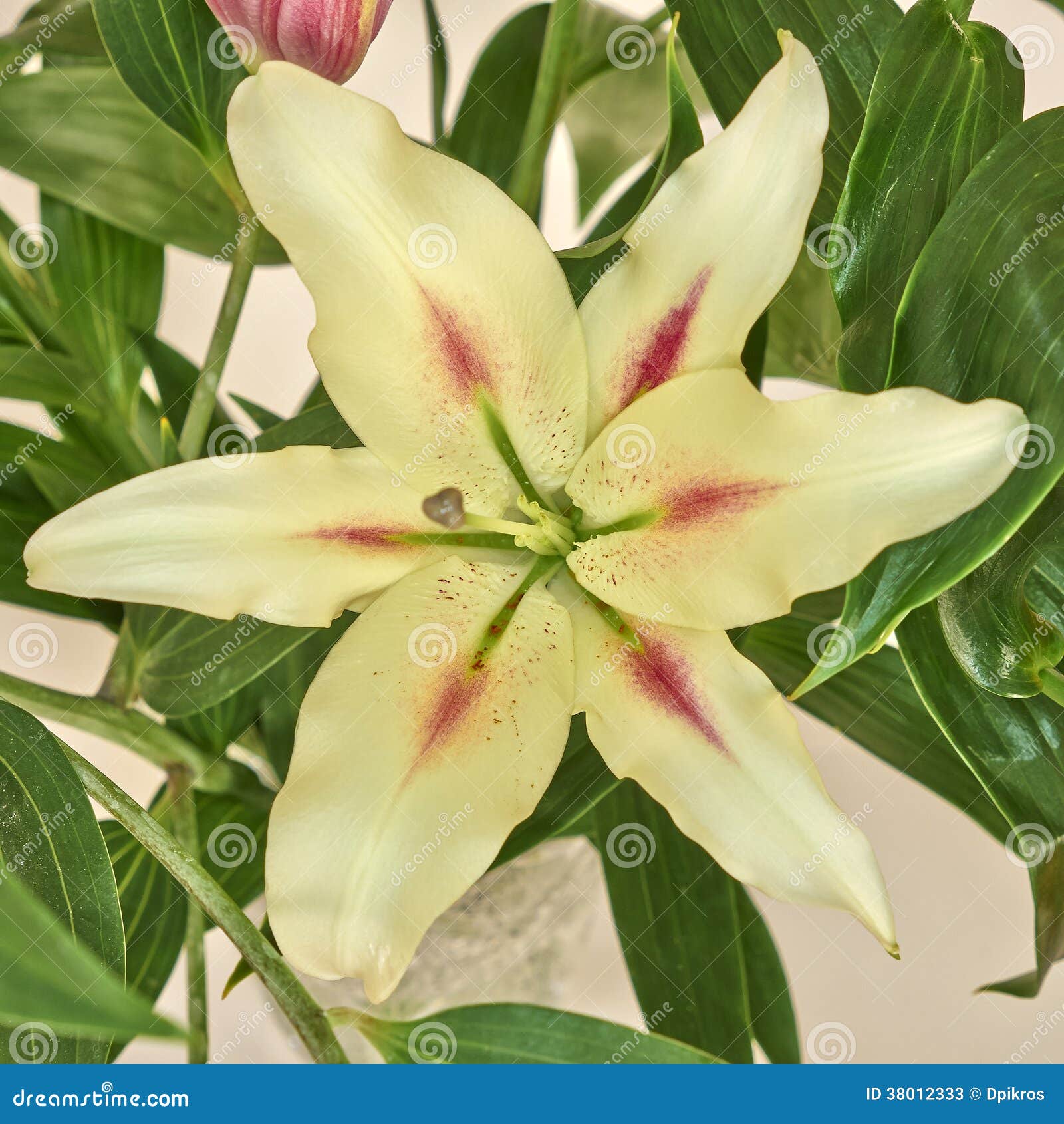 Pale white lilium flower stock image. Image of botanical - 38012333