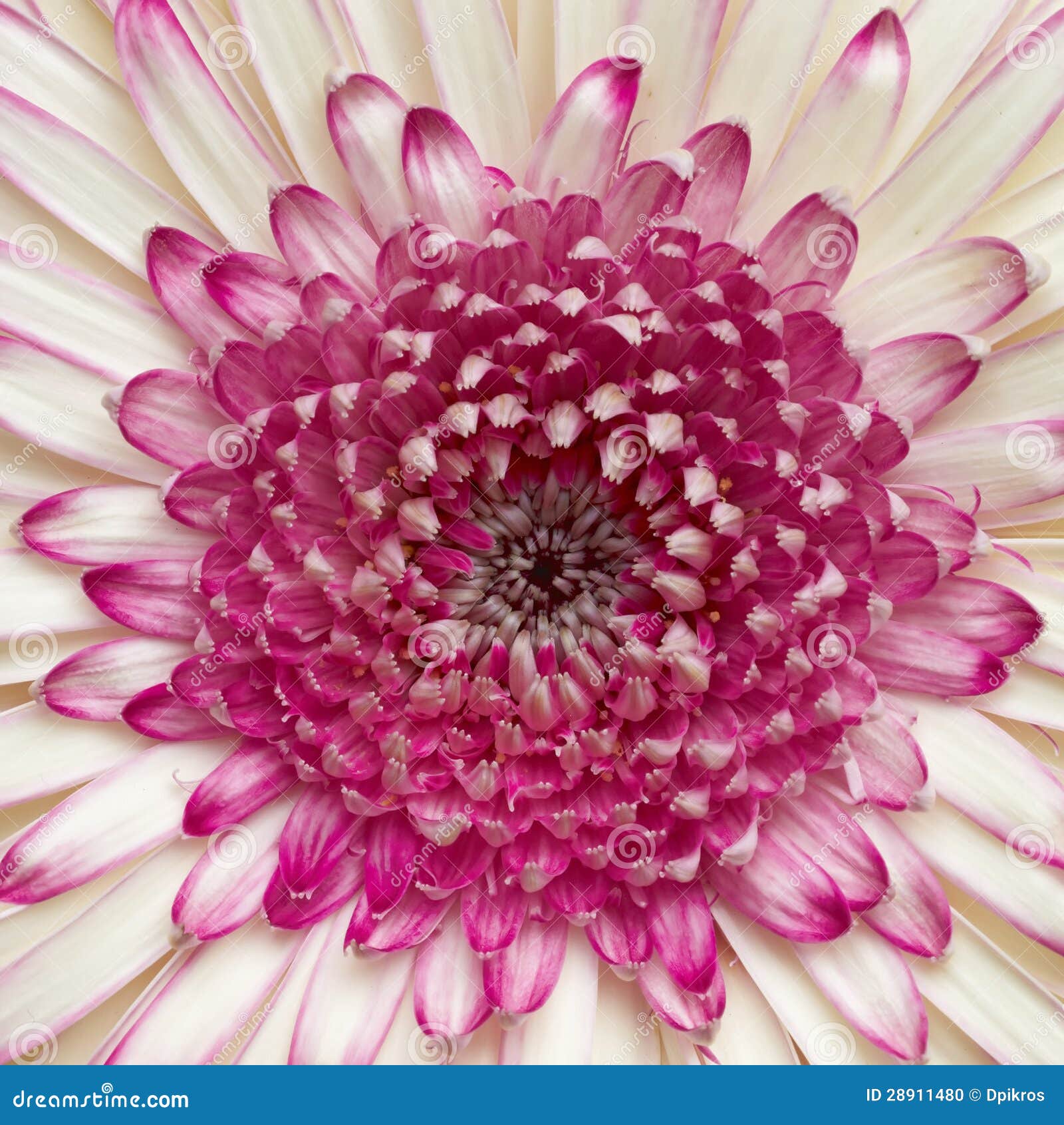 Zerbera Gerbera Stock Photos - Free & Royalty-Free Stock Photos from ...