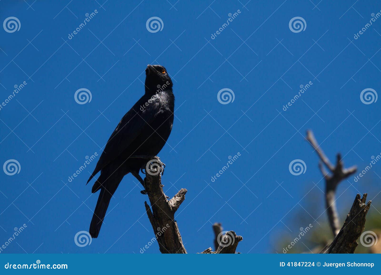 Pale-winged Starling Sitting on a Branch Stock Photo - Image of ...