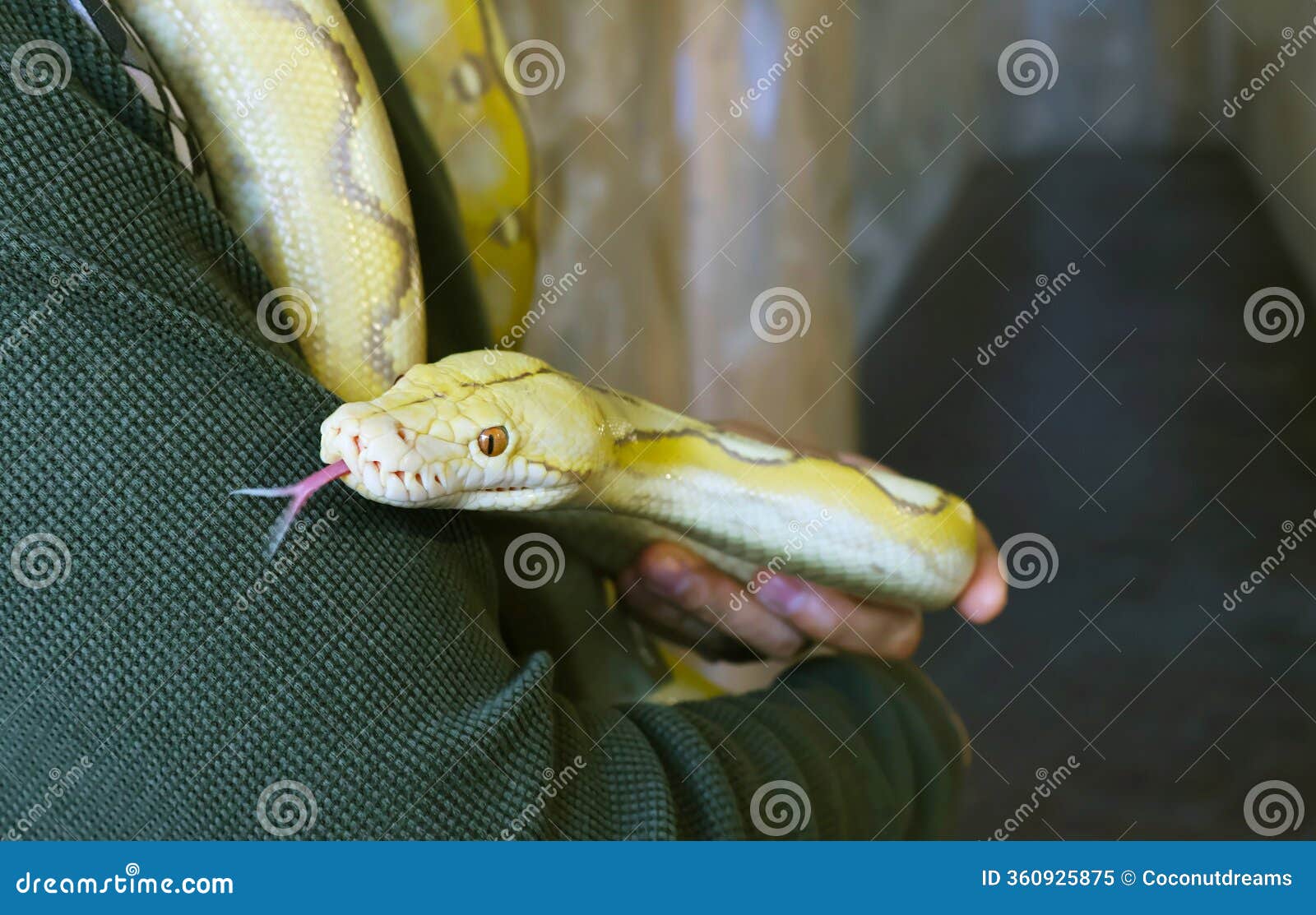 Yellow Albino Snake At Black Background Royalty-Free Stock Image ...