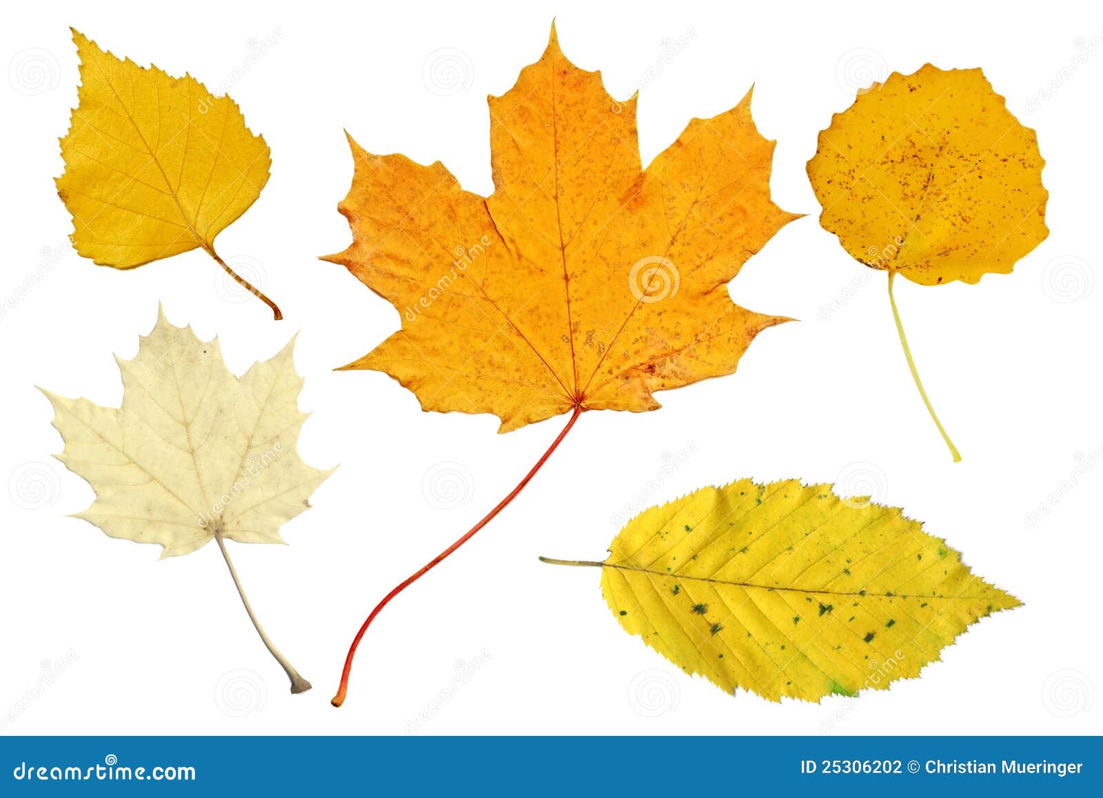 Pale and Yellow Autumn Leaves Stock Photo - Image of leaf, sycamore ...