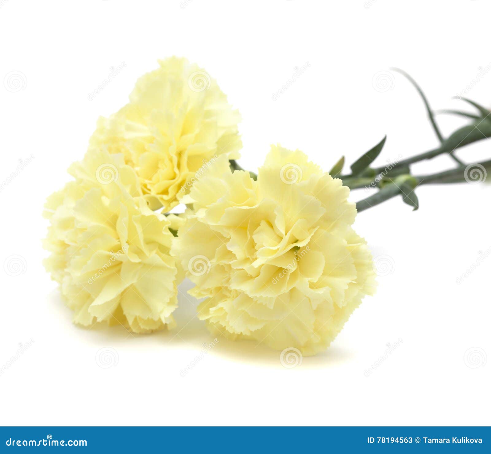 Pale Yellow Carnation Flowers Isolated Stock Image - Image of cutout ...