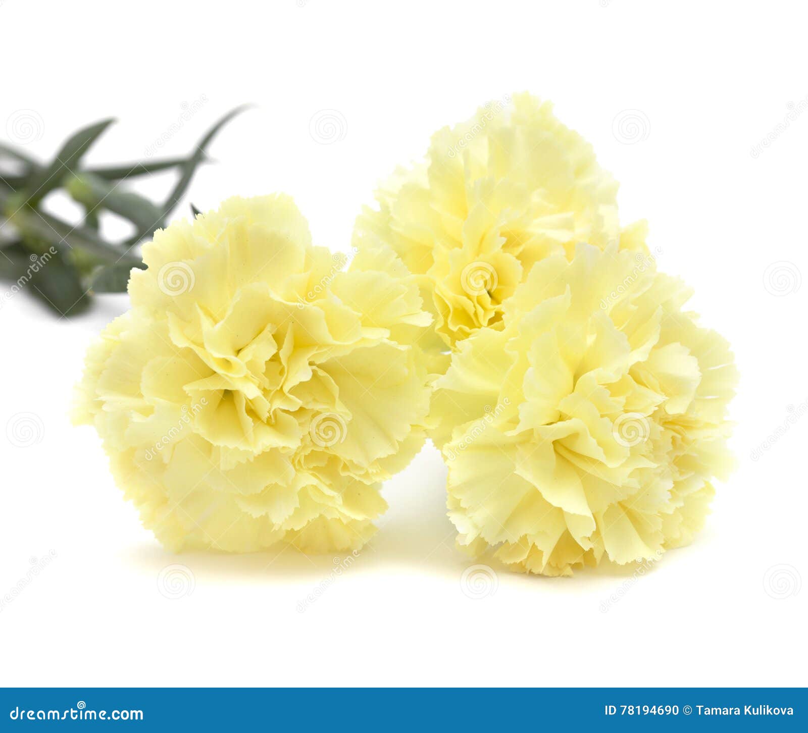 Yellow Carnation Known As Chinese Clabel Royalty-Free Stock Photography ...