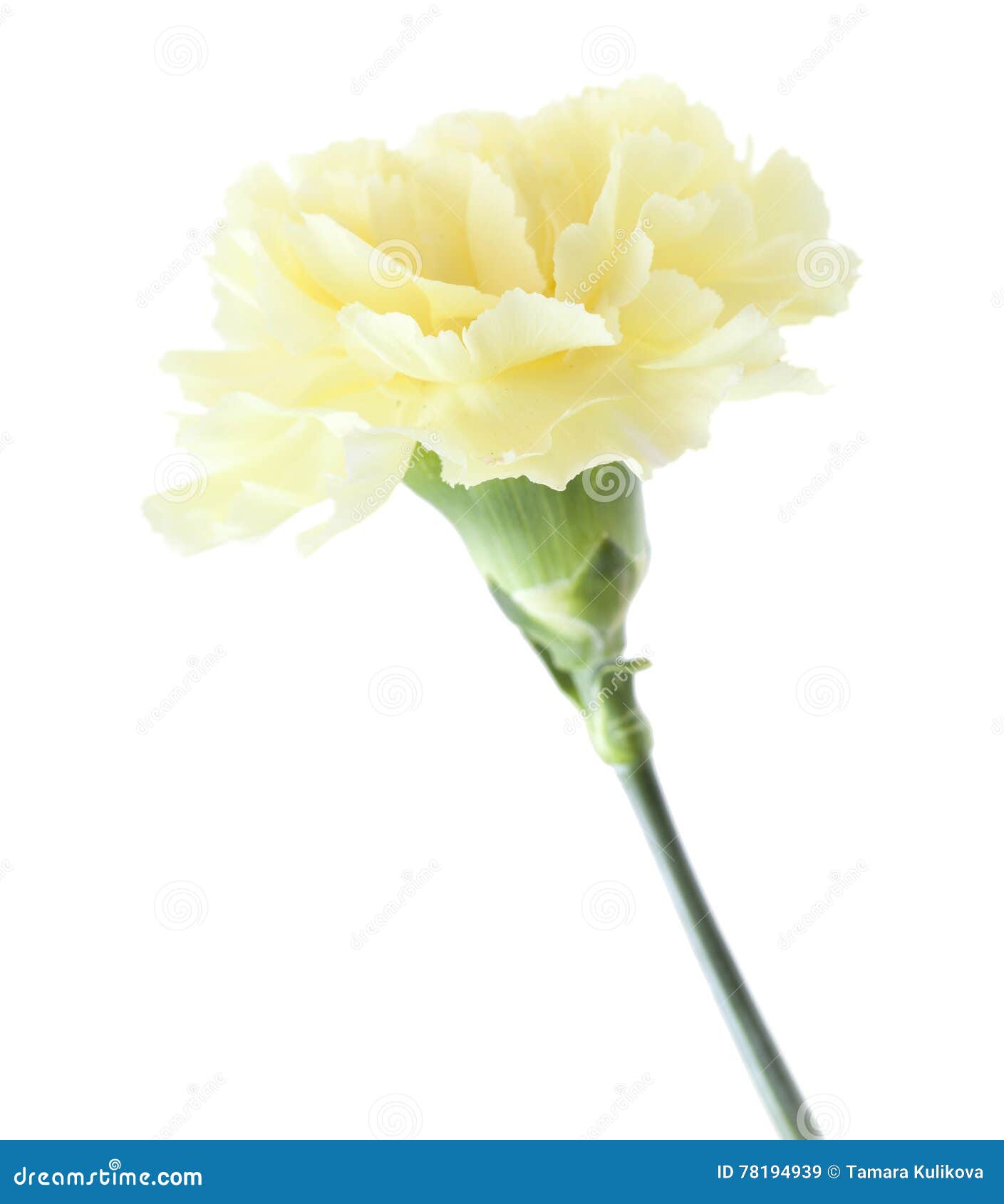 Pale Yellow Carnation Flowers Isolated Stock Image - Image of ...