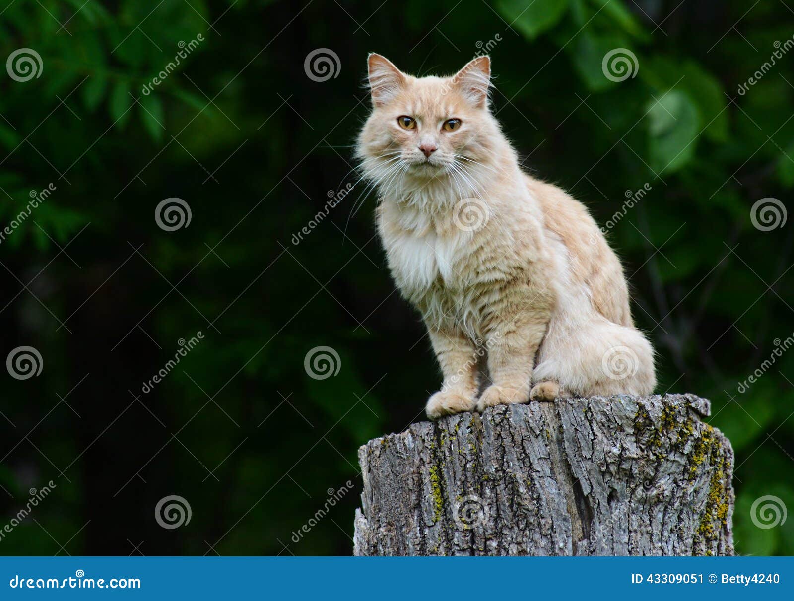 Pale Yellow Cat Sitting on a Tree Stump. Stock Image - Image of ...