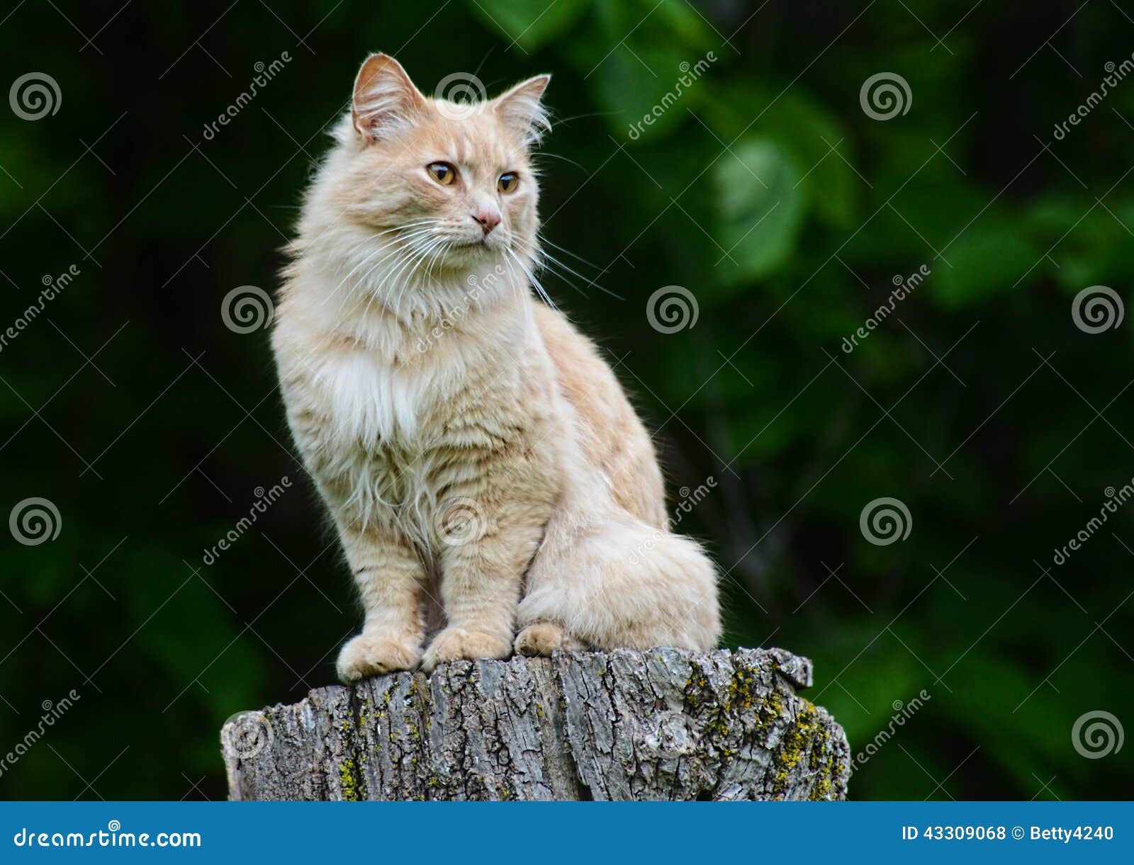 Pale Yellow Cat Sitting on a Tree Stump. Stock Photo - Image of furry ...
