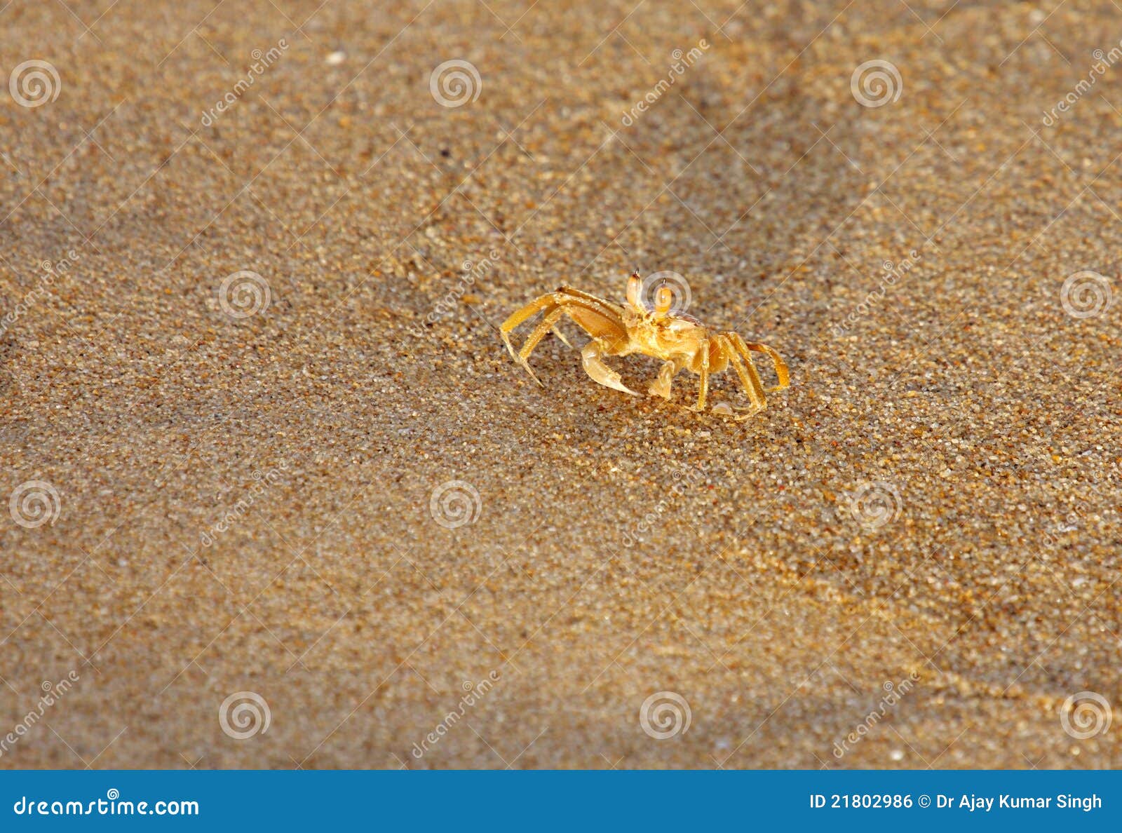 A Pale Yellow Crab Crawling on Sand Stock Photo - Image of natural ...