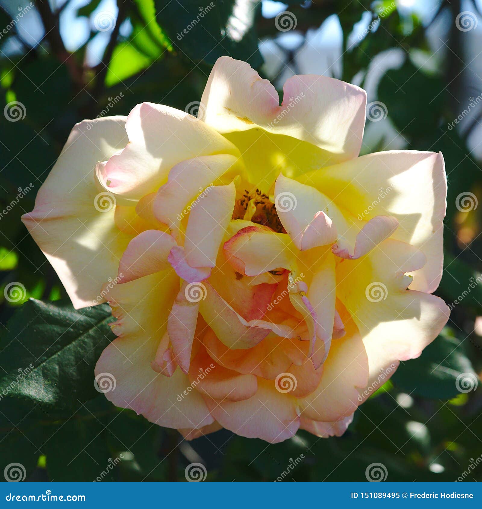 Pale yellow garden rose stock image. Image of leaf, love - 151089495