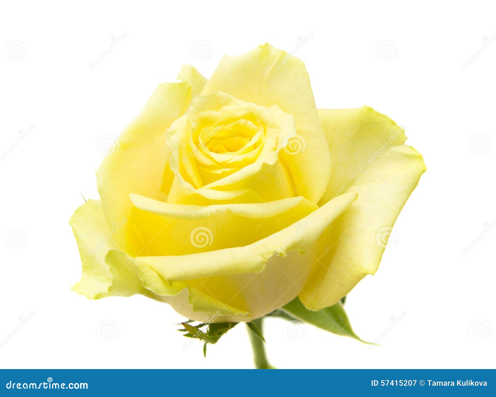 Pale Yellow and Green Rose Isolated Stock Image - Image of light ...