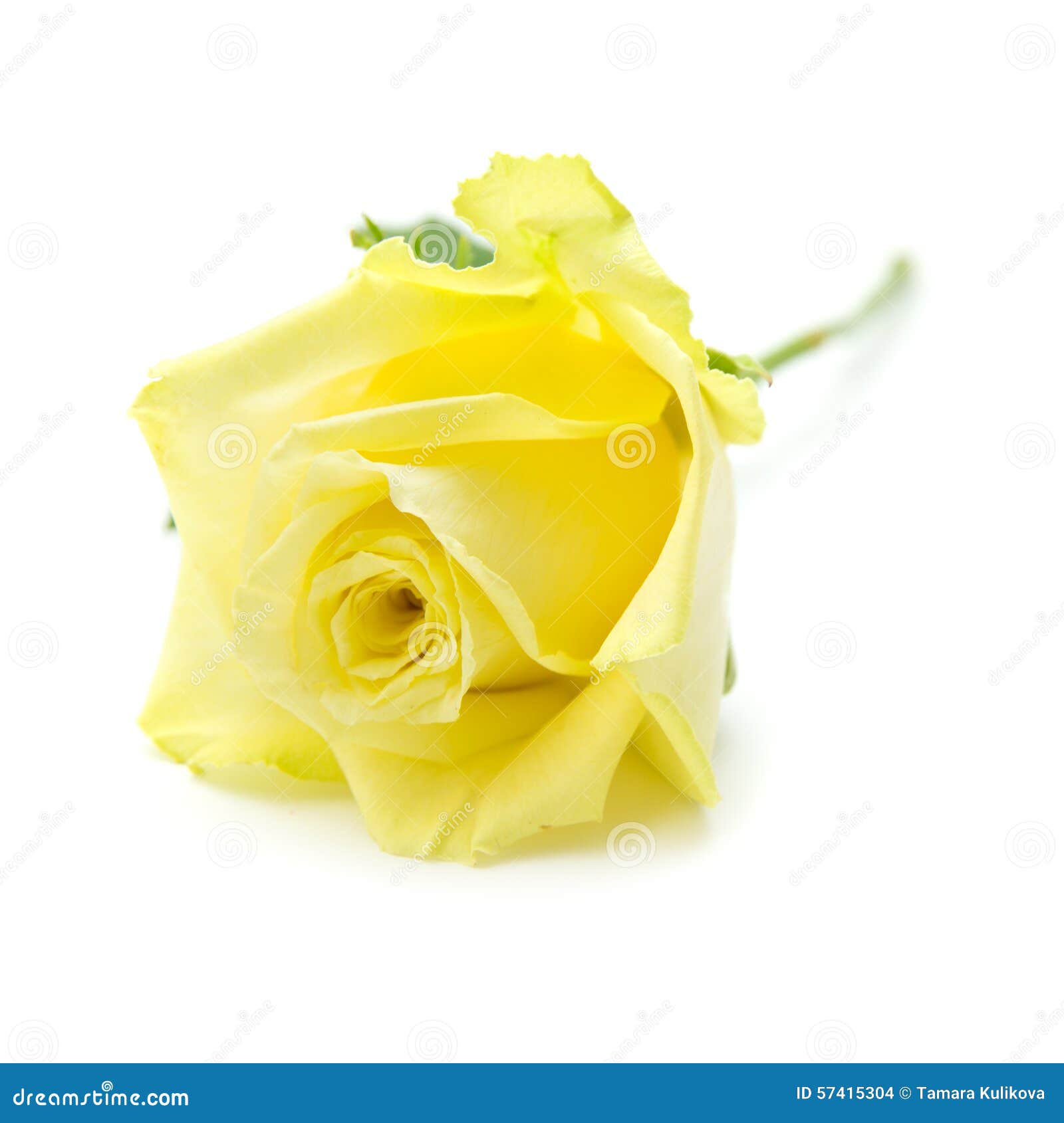 Pale Yellow and Green Rose Isolated Stock Photo - Image of perfection ...