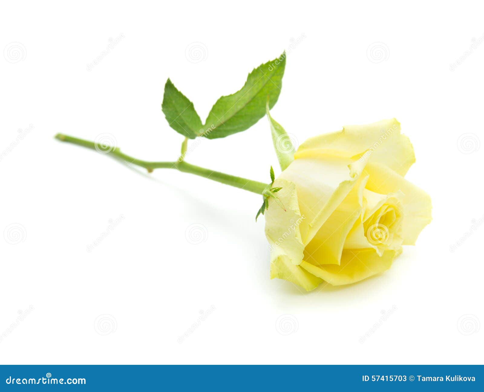 Pale Yellow and Green Rose Isolated Stock Image - Image of flower ...