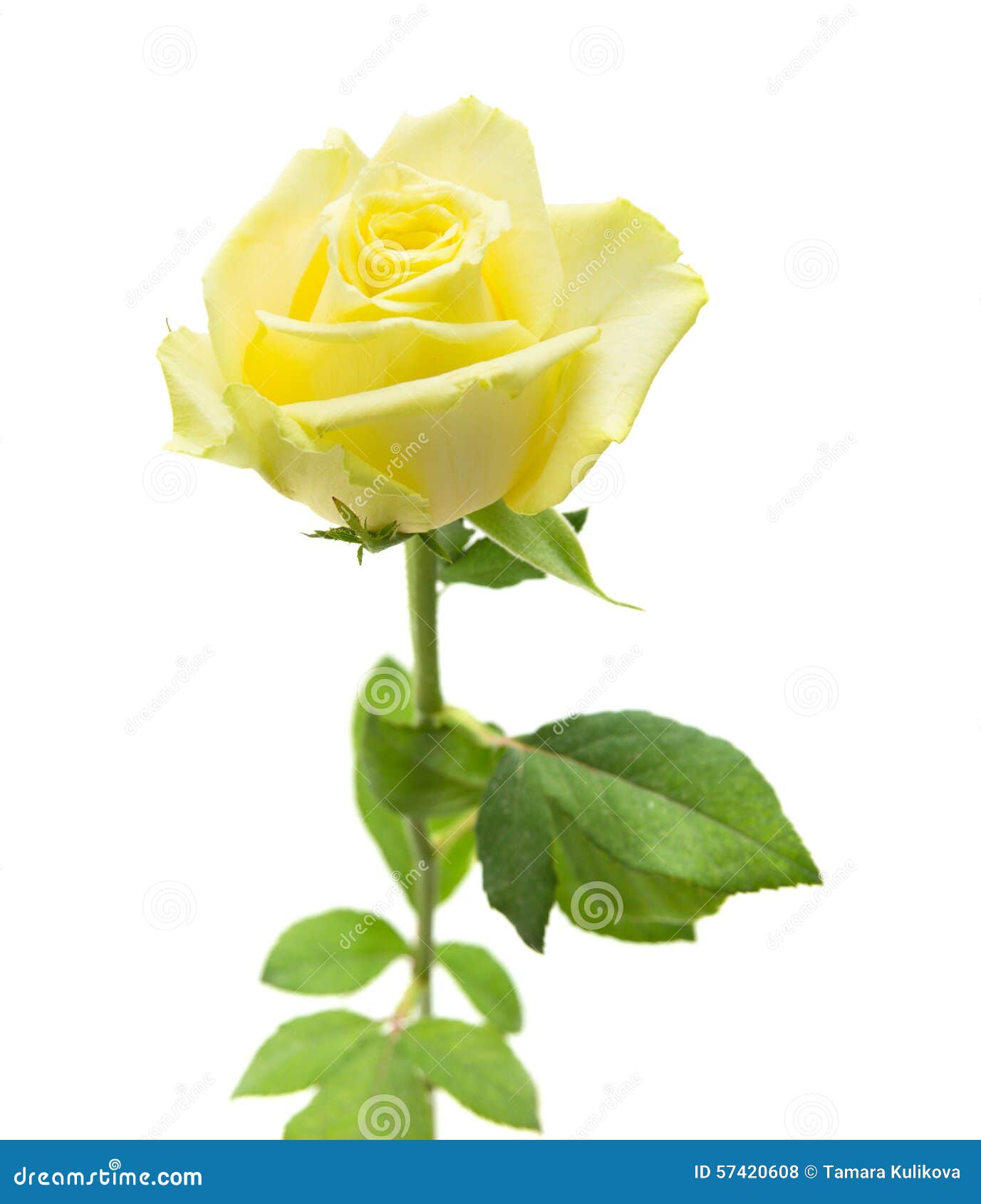 Pale Yellow and Green Rose Isolated Stock Photo - Image of petal ...