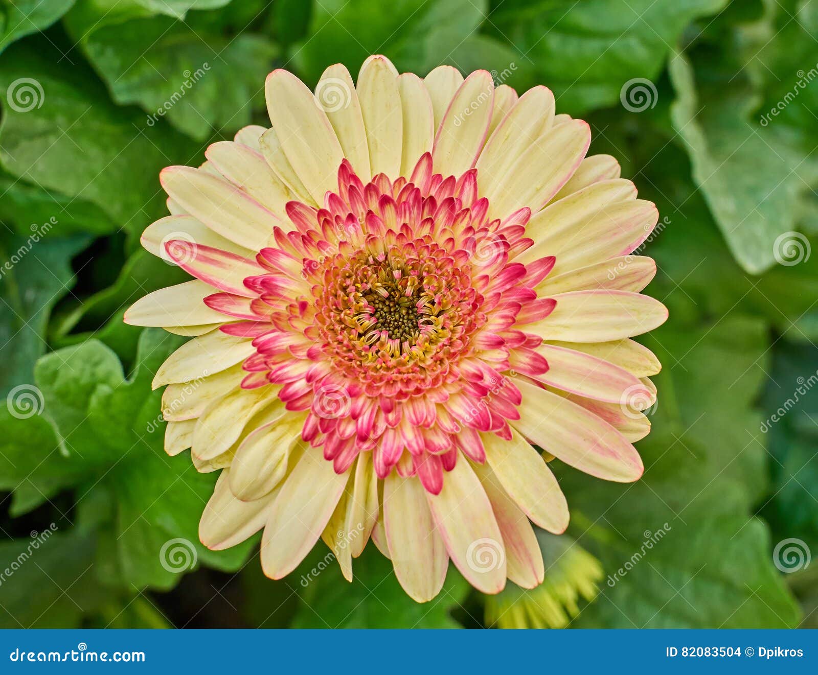 Pale Yellow and Red Gerber Daisy Closeup Stock Photo - Image of plant ...