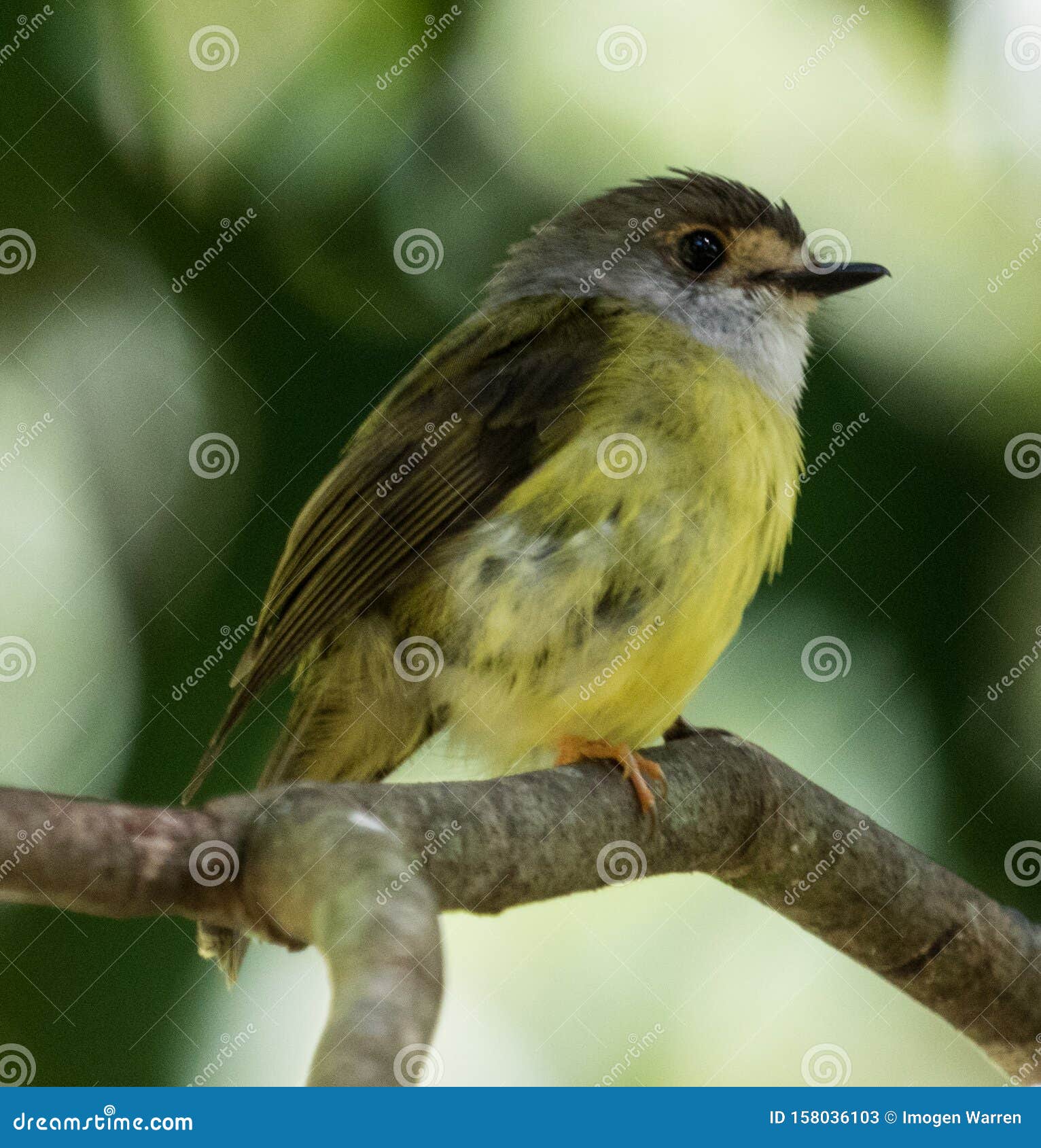 Pale Yellow Robin in Australia Stock Image - Image of exotic, natural ...