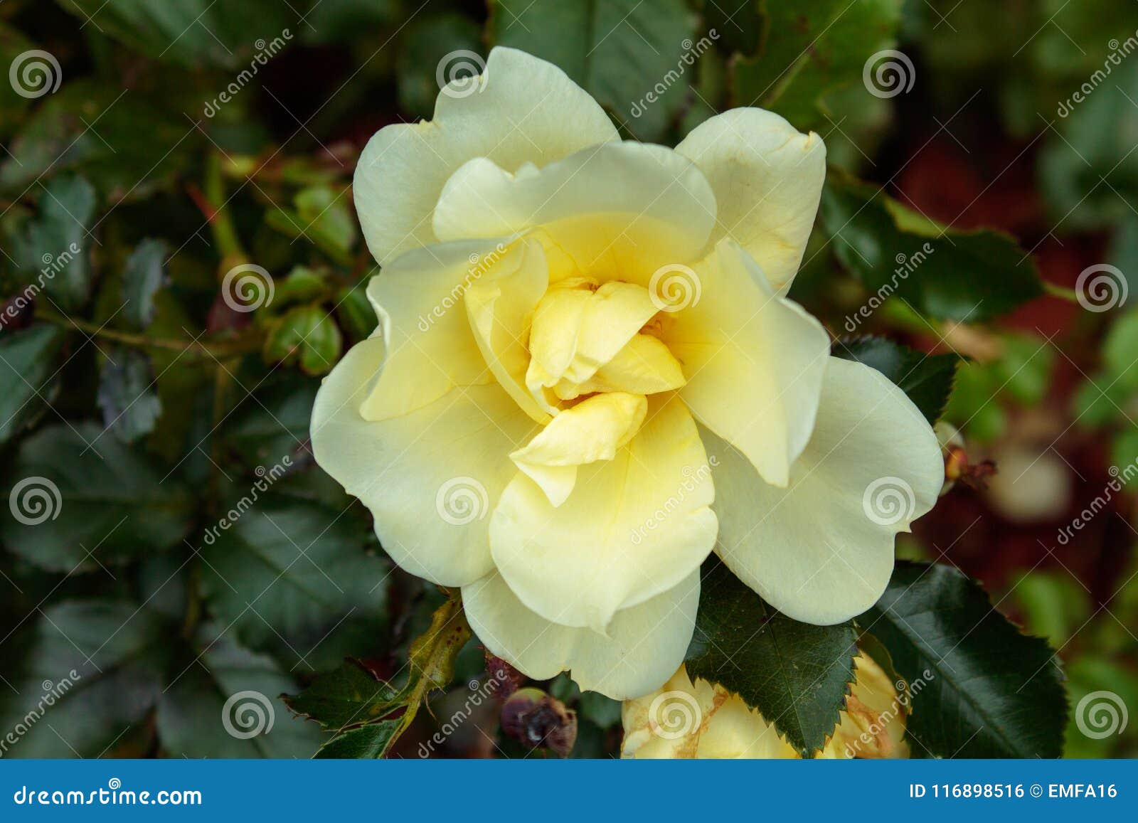Pale Yellow Rose Flower in the Garden Stock Photo - Image of bush ...