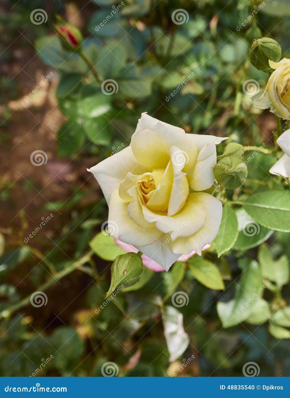 Pale yellow rose stock photo. Image of beauty, romance - 48835540